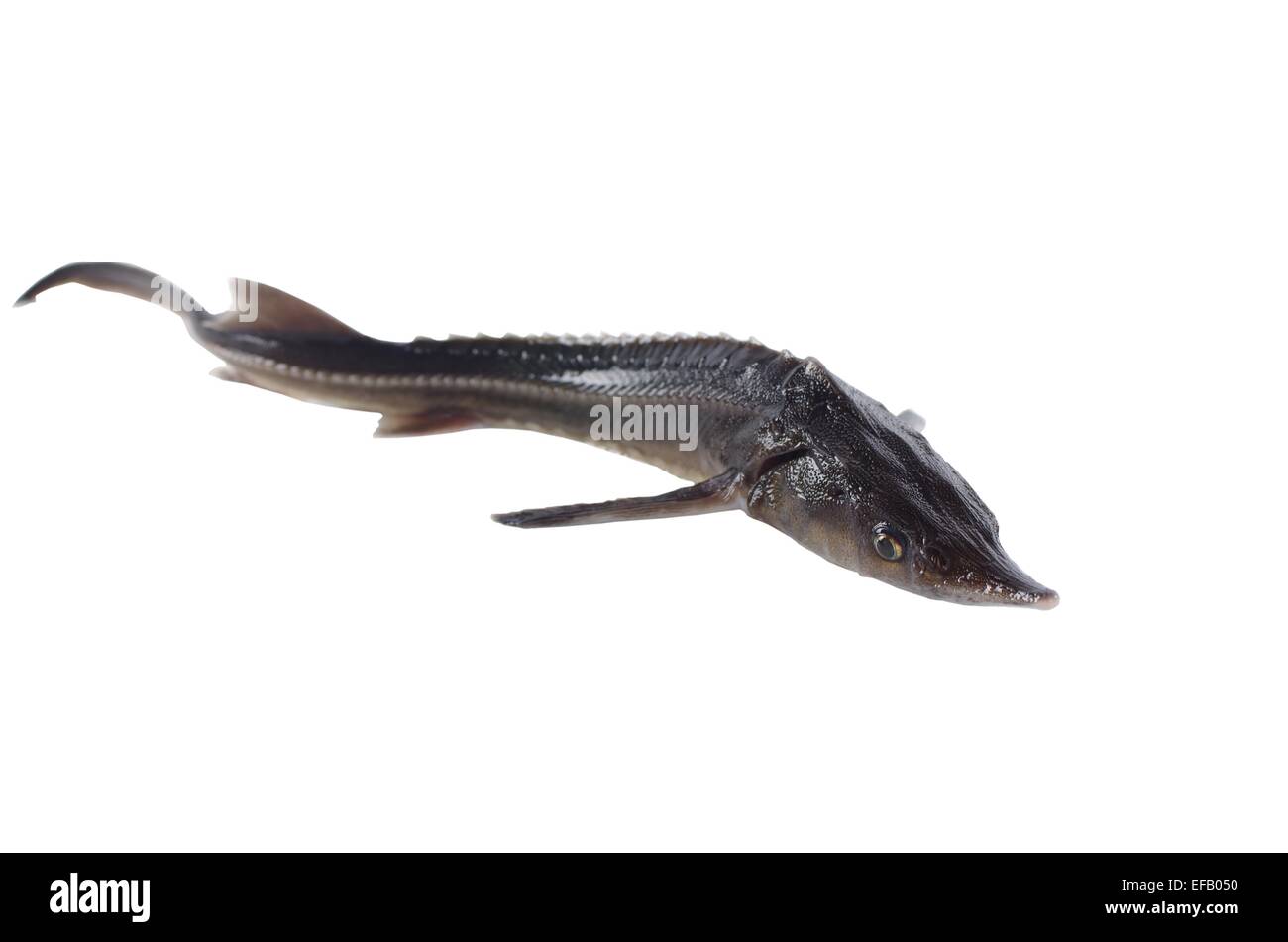 Esturgeon poisson esturgeon Banque de photographies et d’images à haute ...