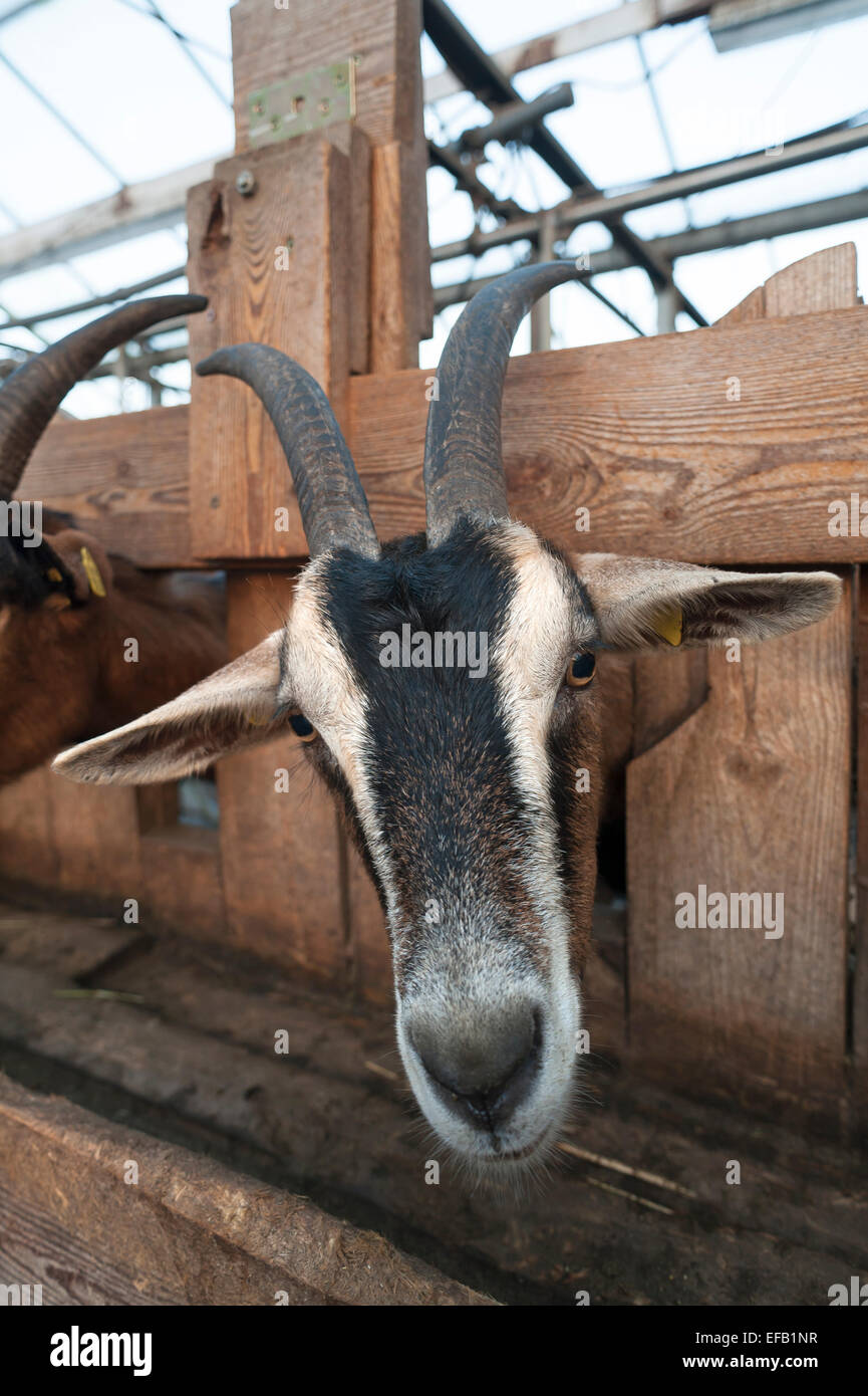 De la traite à la ferme de chévre Banque de photographies et d’images à ...