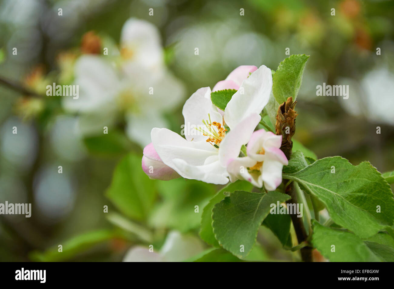 Fleur rose clair Banque de photographies et d’images à haute résolution ...