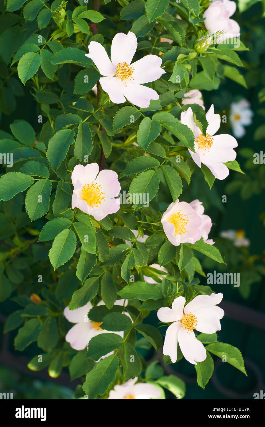 Eglantine flower Banque de photographies et d’images à haute résolution ...