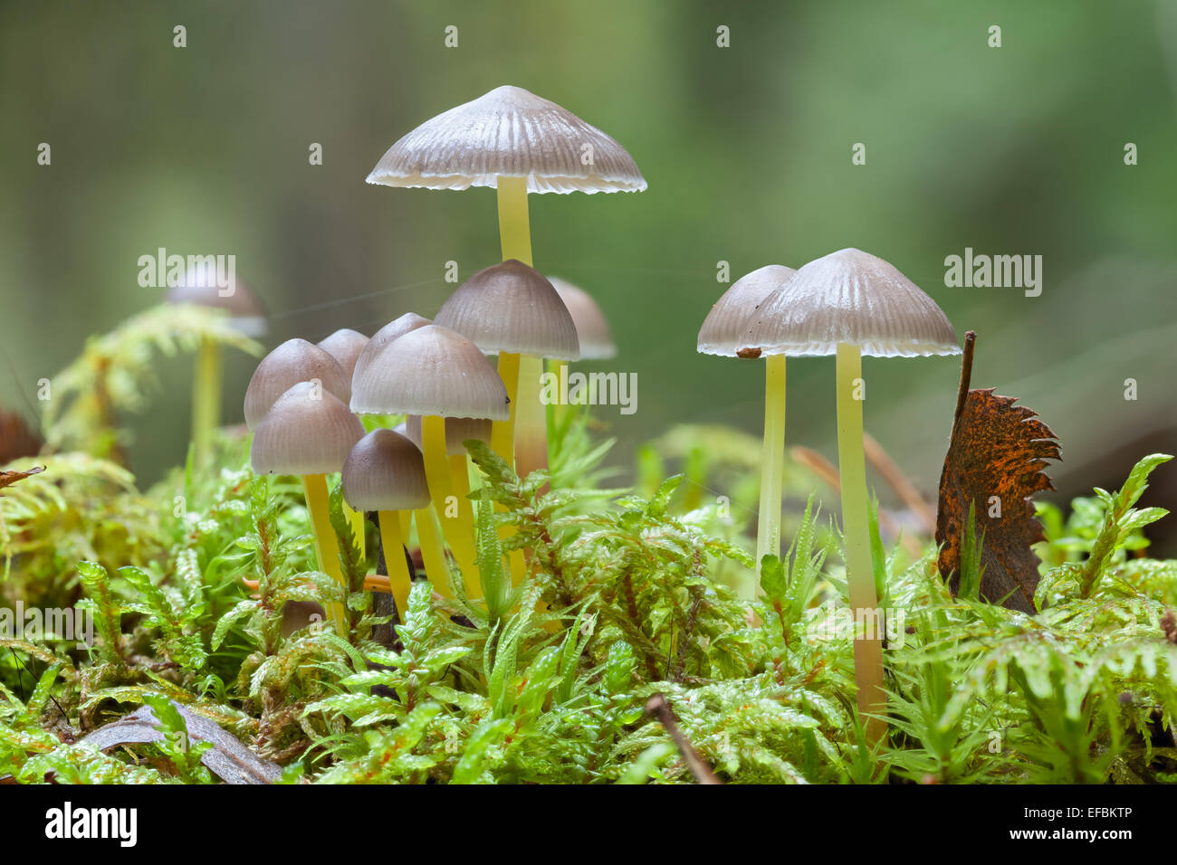 Mycena viscosa Banque de photographies et d’images à haute résolution ...