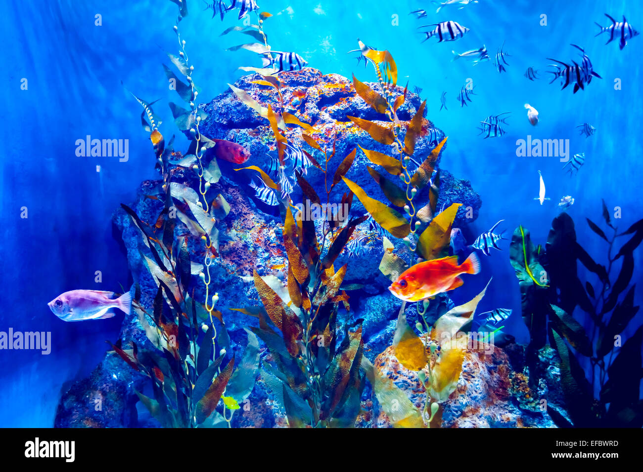 Aquarium de poissons de banc Banque de photographies et d’images à ...