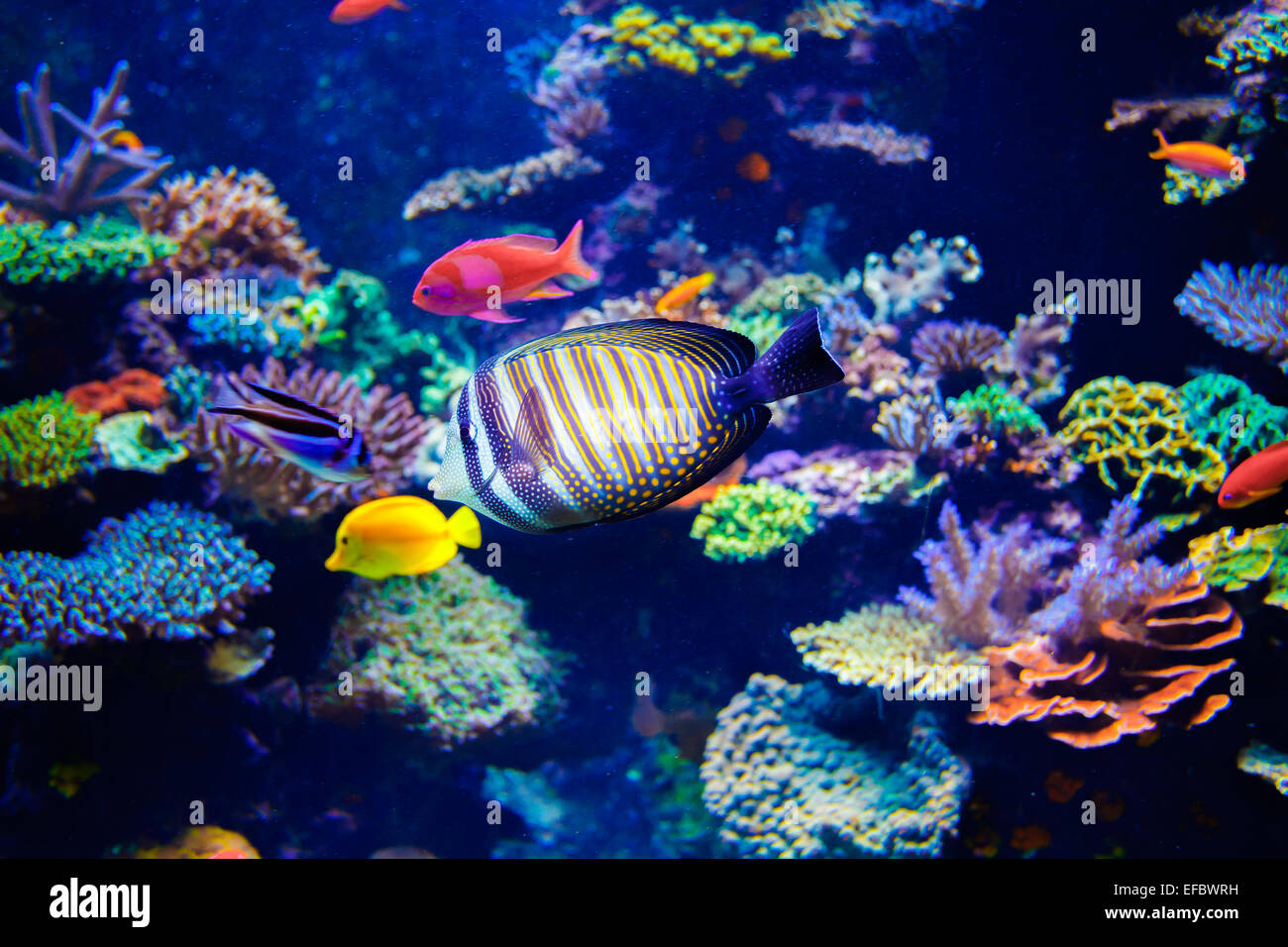 Aquarium de poissons de banc Banque de photographies et d’images à ...