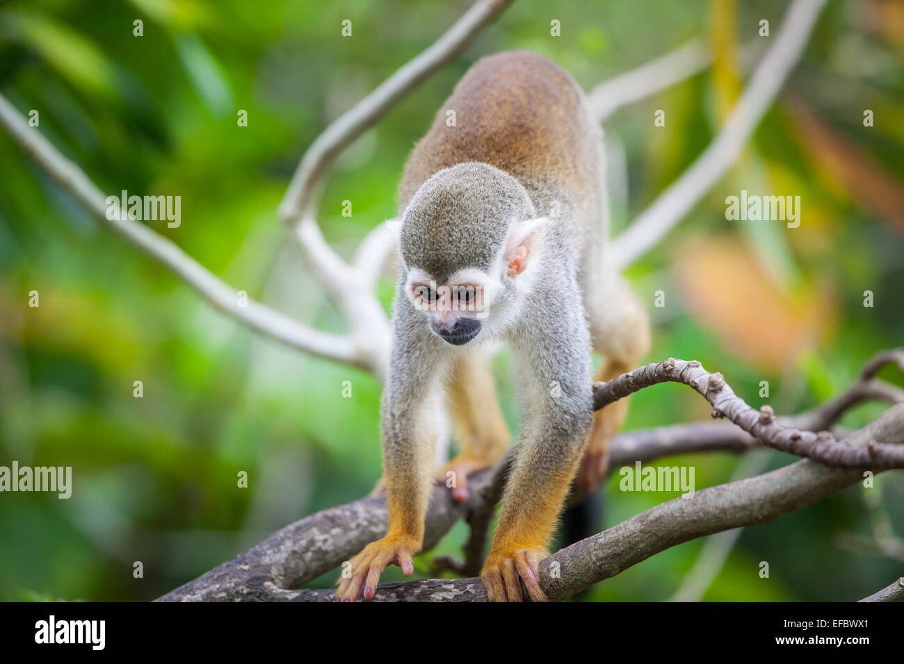 Saimiri commun jaune Banque de photographies et d’images à haute ...