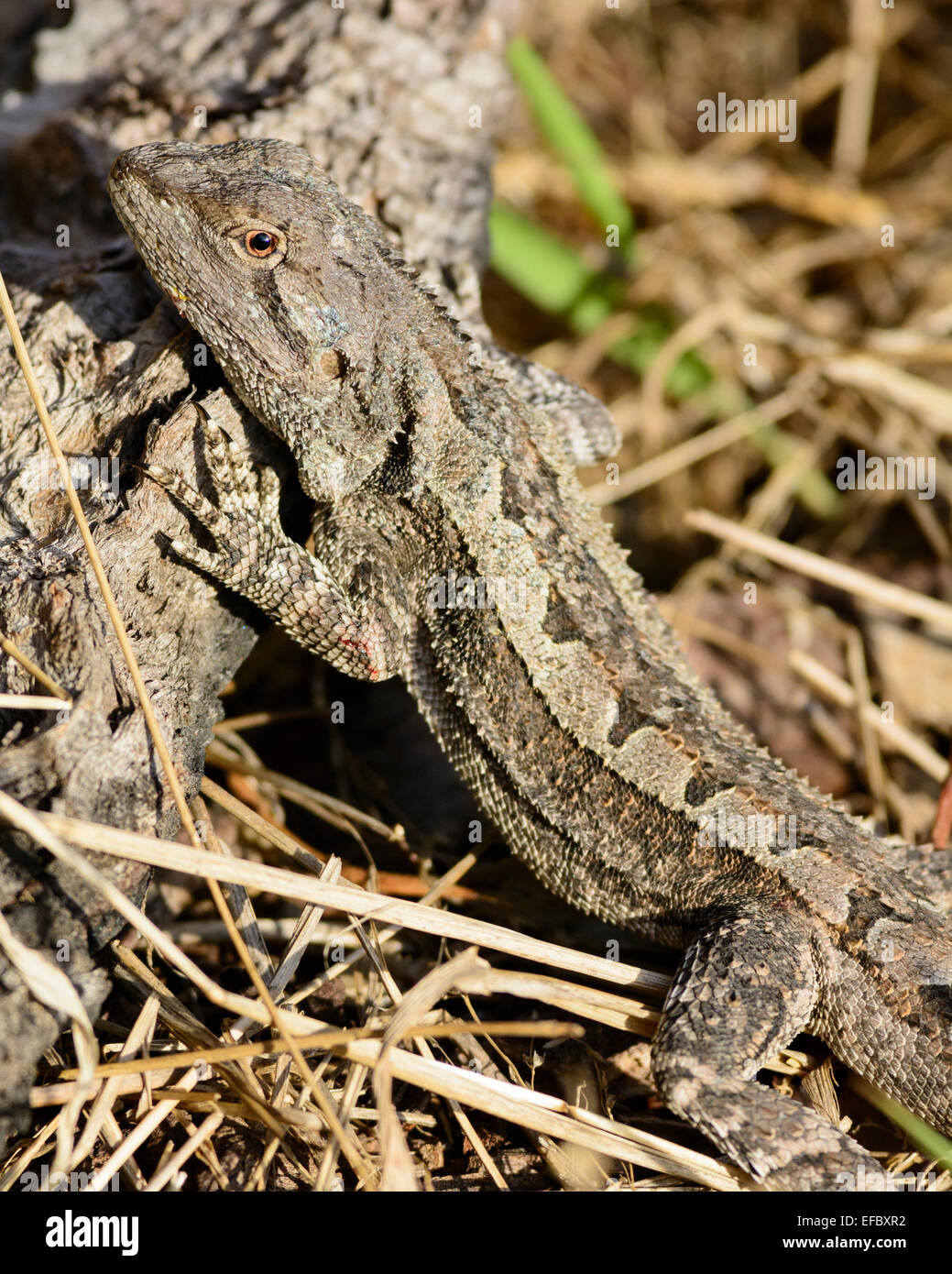 Lézard dragon Banque de photographies et d’images à haute résolution ...
