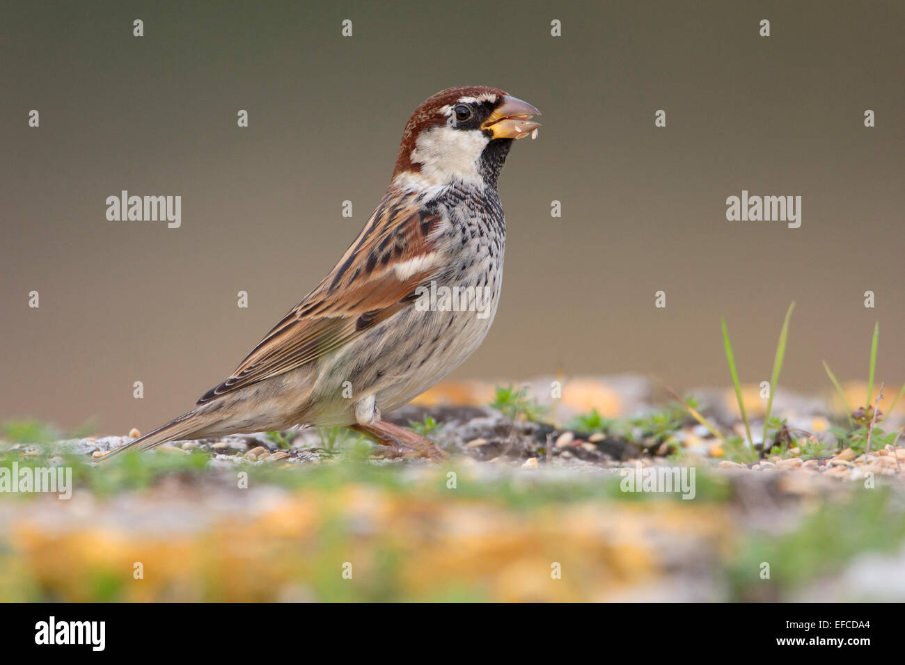 Spannish sparrow Banque de photographies et d’images à haute résolution ...
