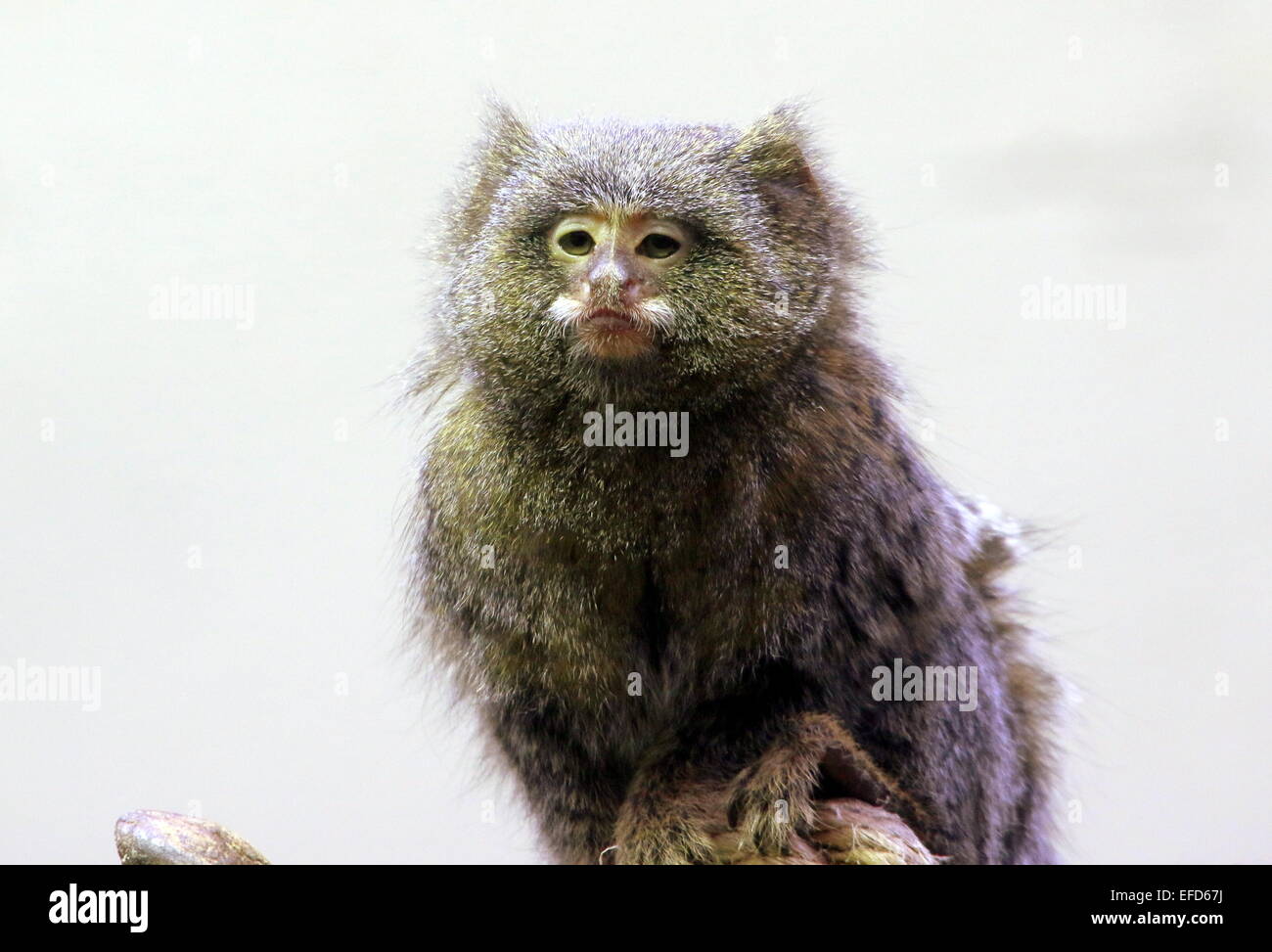 Ouistiti Pygm e D Am rique Du Sud Callithrix Pygmaea Cebuella Pygmaea ouistiti-pygm-e-d-am-rique-du-sud-callithrix-pygmaea-cebuella-pygmaea