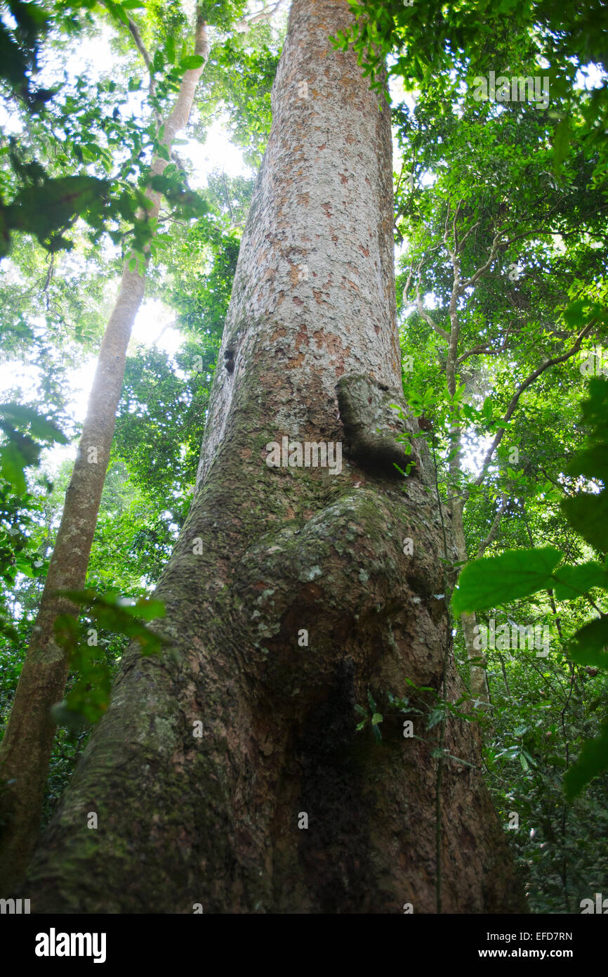 African mahogany tree Banque de photographies et d’images à haute ...