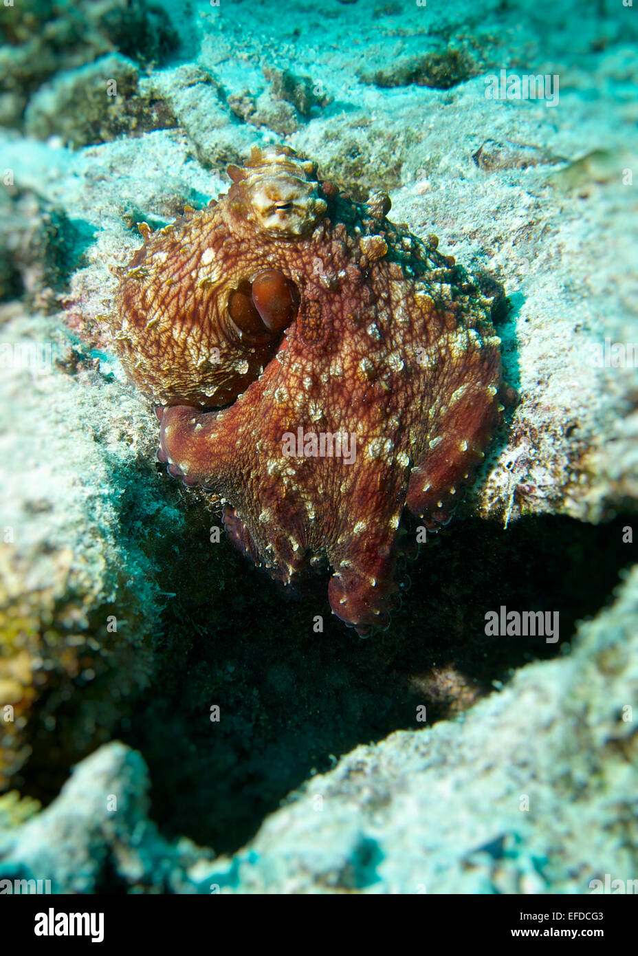 Octopus ink Banque de photographies et d’images à haute résolution - Alamy