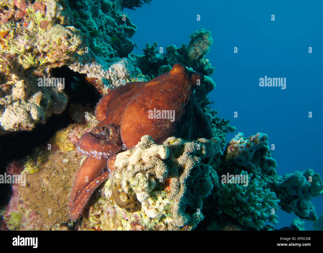 Ventouses tentacules Banque de photographies et d’images à haute ...