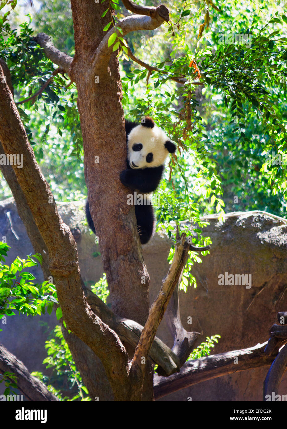 Bébé panda Banque de photographies et d’images à haute résolution - Alamy