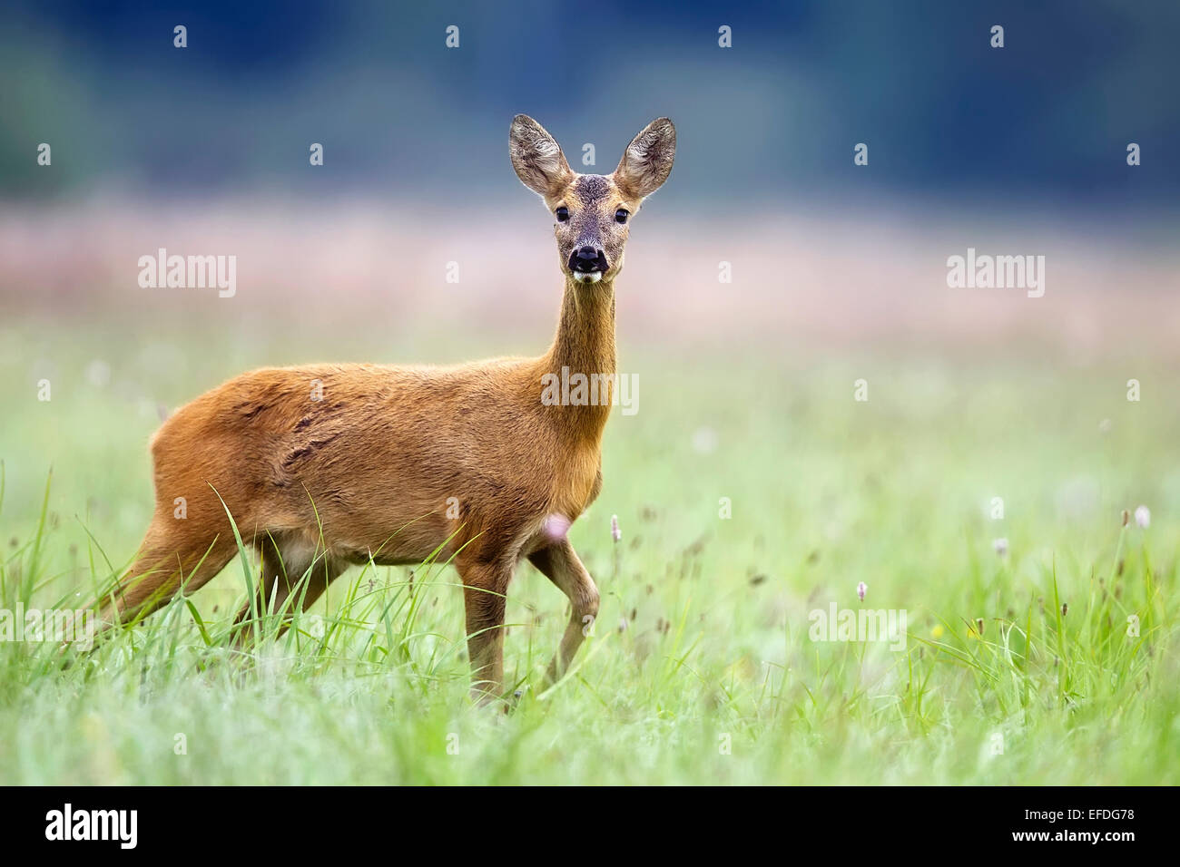 Chevreuil cerf Banque de photographies et d’images à haute résolution ...