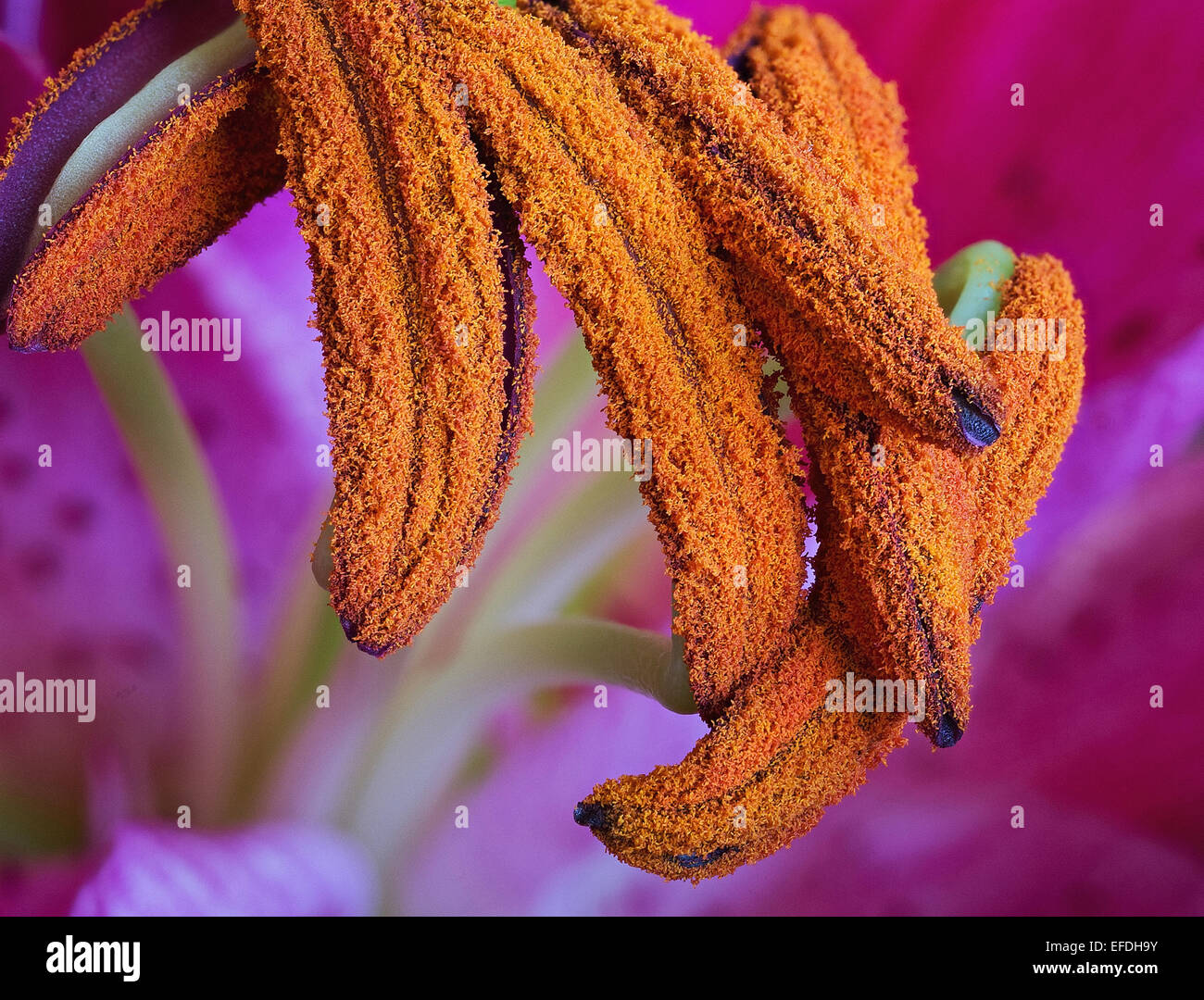 Close up ultra des étamines d'une fleur de lys rose montrant des grains ...