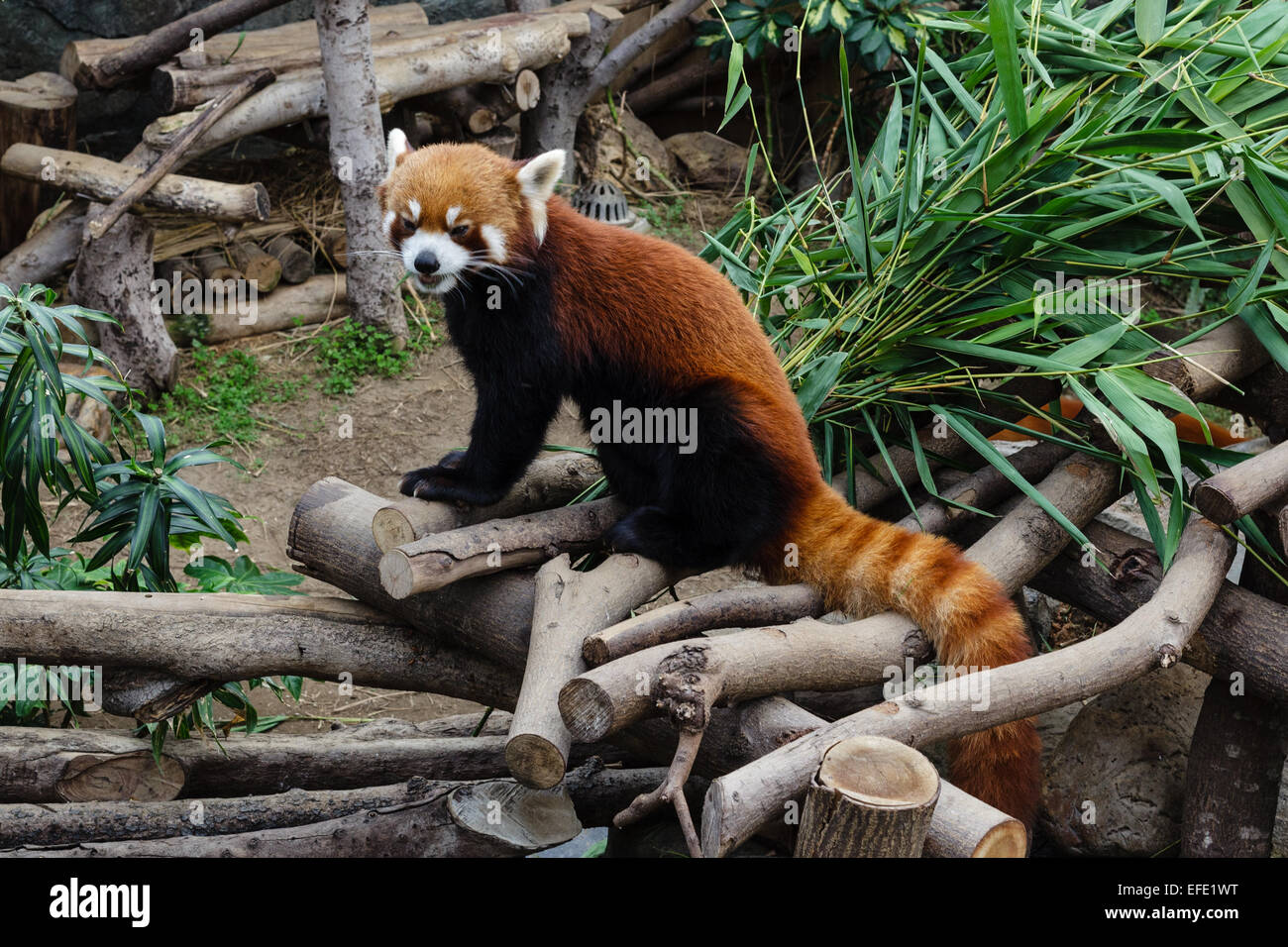 Queue rayée Banque de photographies et d’images à haute résolution - Alamy