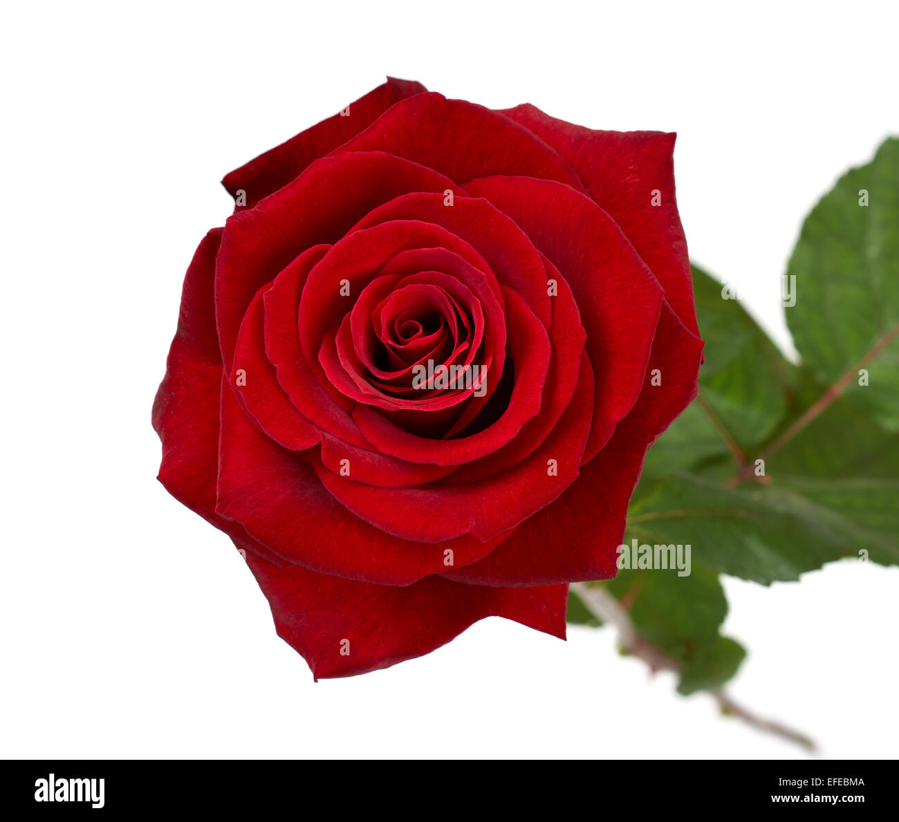 Une fleur rouge Banque de photographies et d’images à haute résolution ...