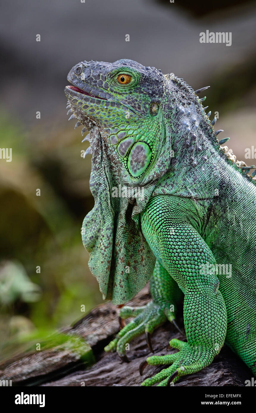 Profil iguane Banque de photographies et d’images à haute résolution ...