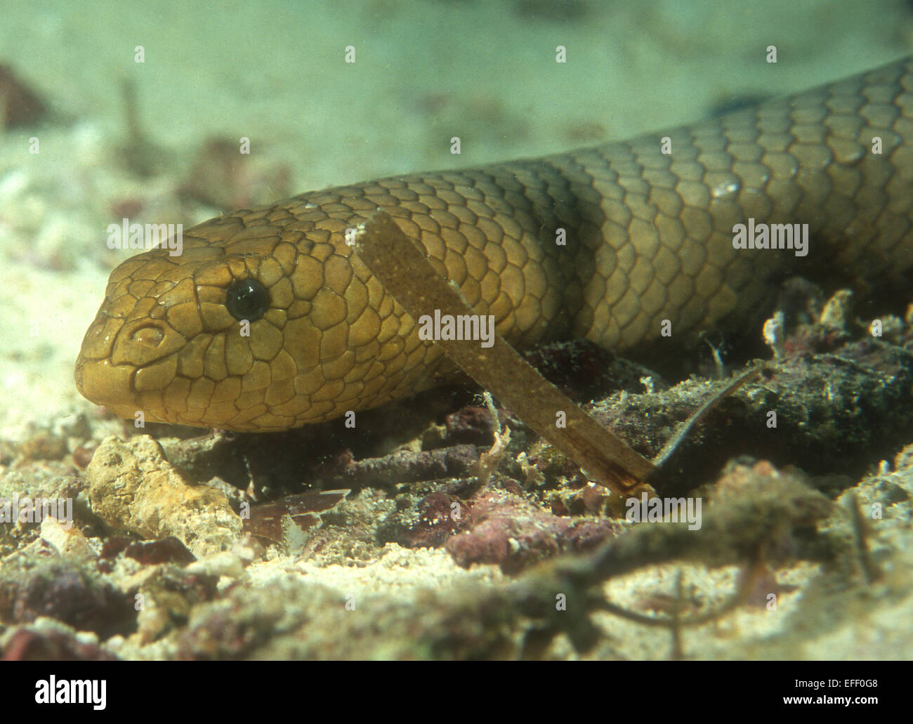 Serpent de mer olive aipysurus laevis Banque de photographies et d ...