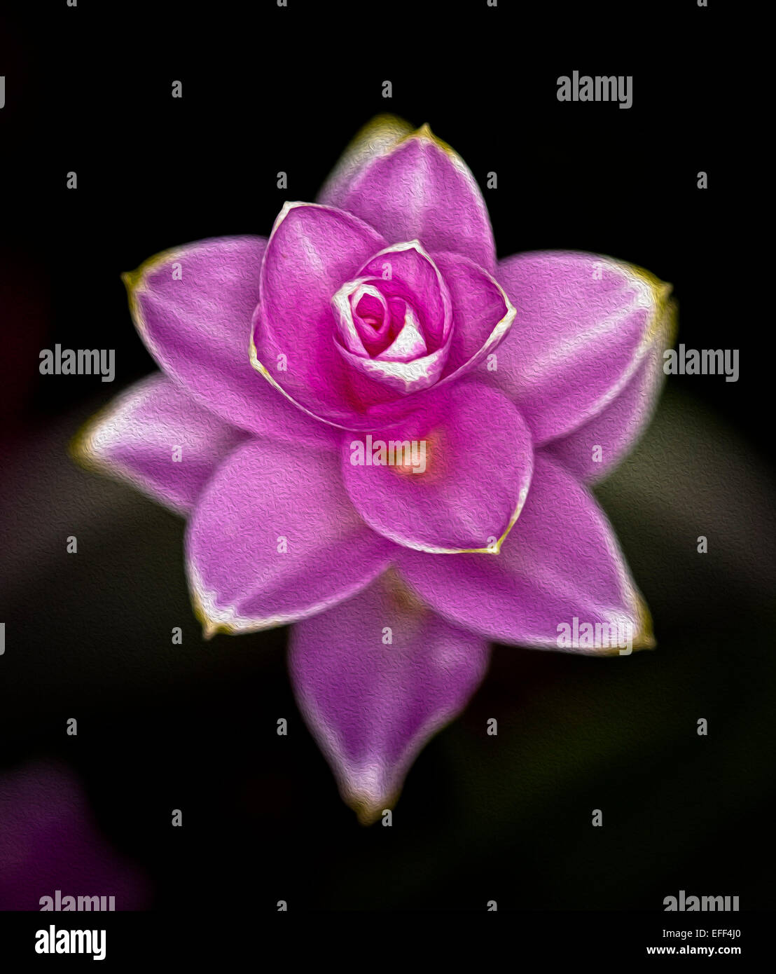 Rose avec fleur blanche Banque de photographies et d’images à haute ...