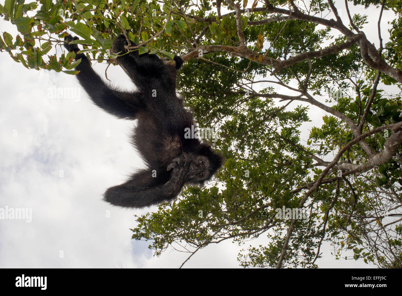 Singe-araignée au villageois de l'autochtone embera tribu, Village, au ...
