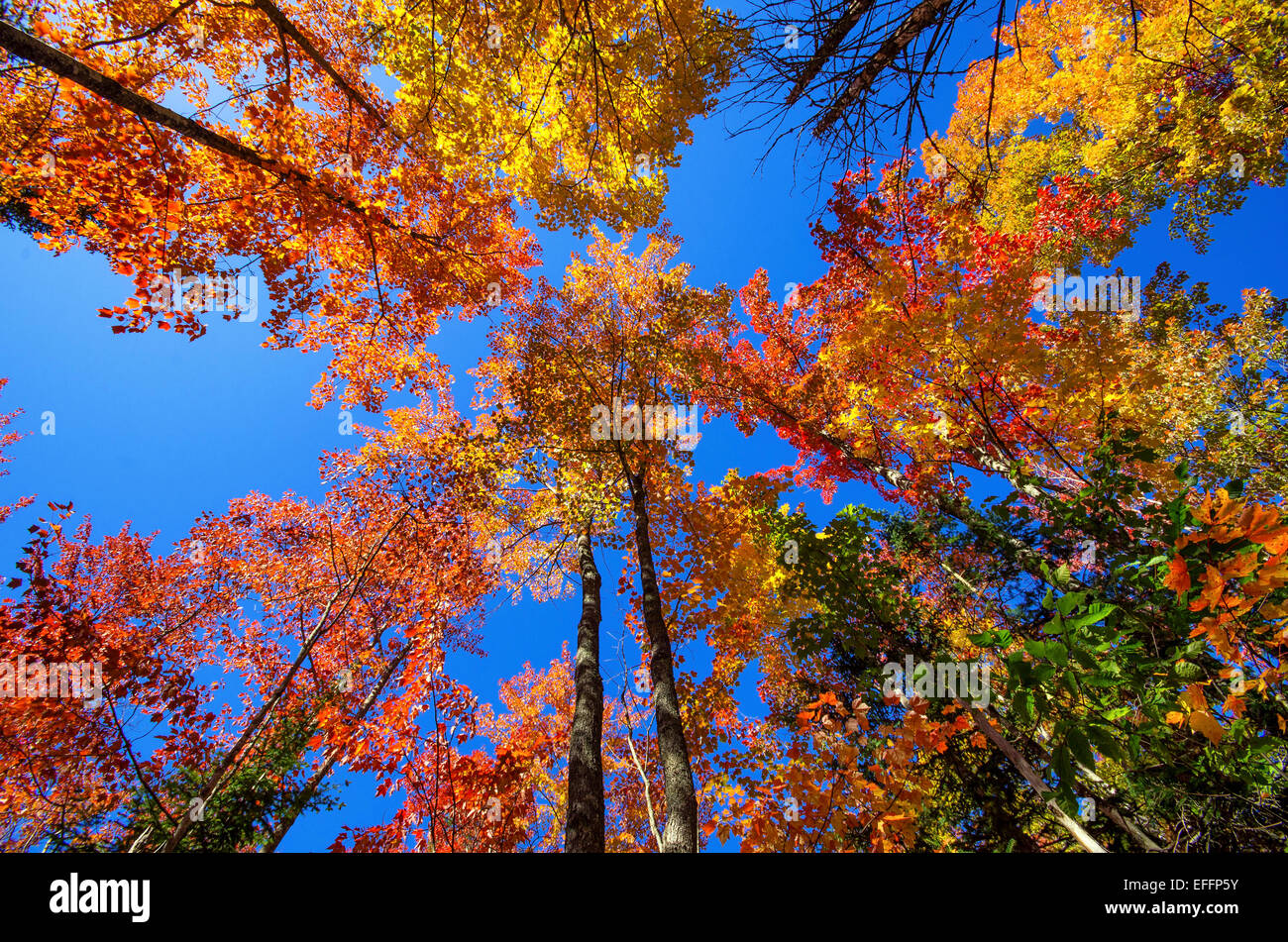 Vue de dessous dans la cime des arbres dans la forêt d'automne Banque ...