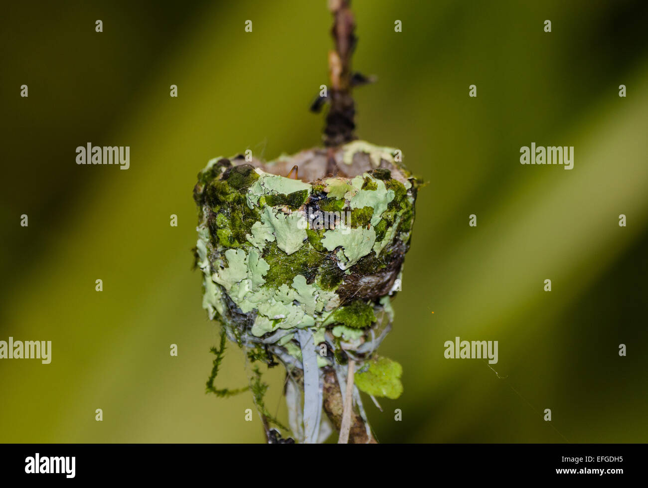 Nid de colibris Banque de photographies et d’images à haute résolution ...