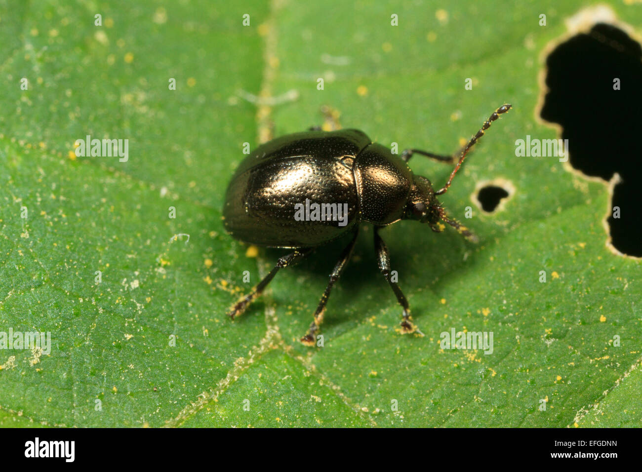 Coléoptère noir Banque de photographies et d’images à haute résolution ...