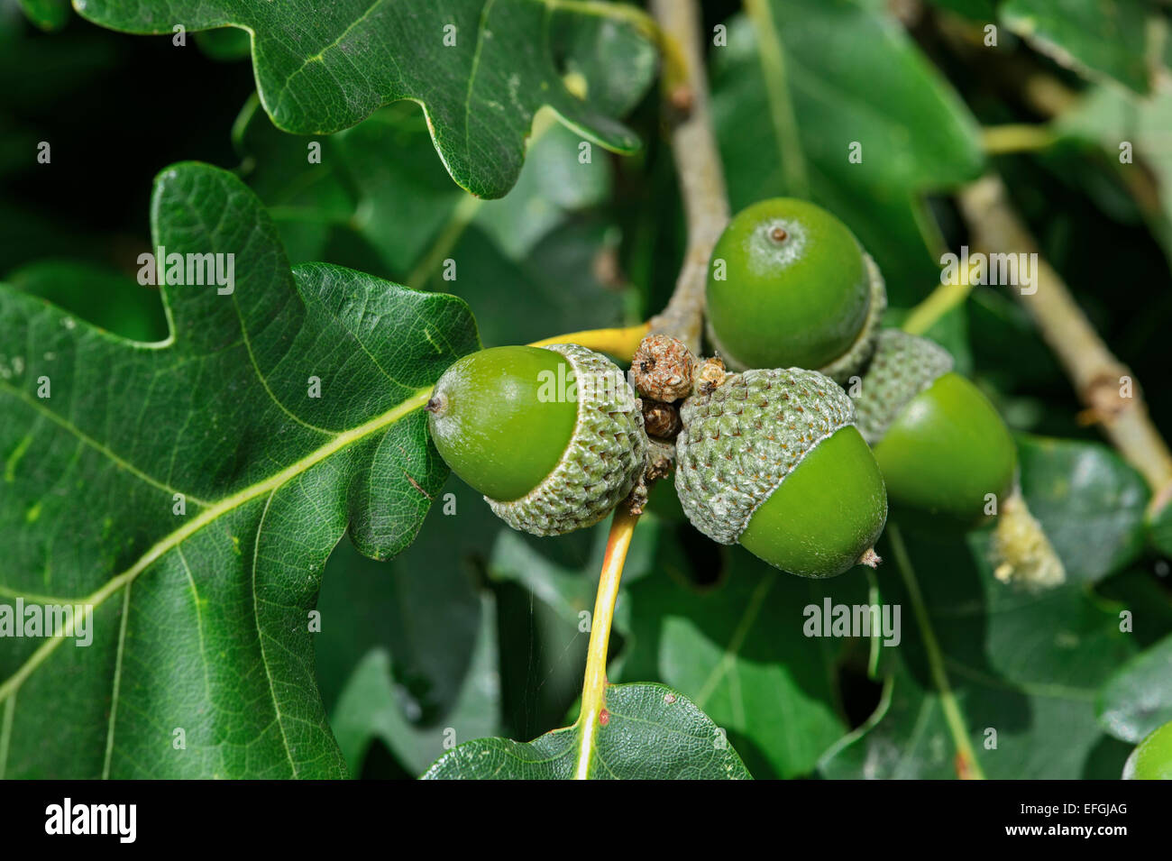 Gros plan glands Banque de photographies et d’images à haute résolution ...