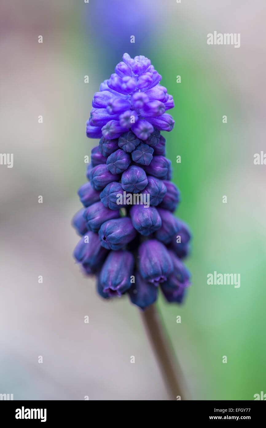 Muscari bulb Banque de photographies et d’images à haute résolution - Alamy