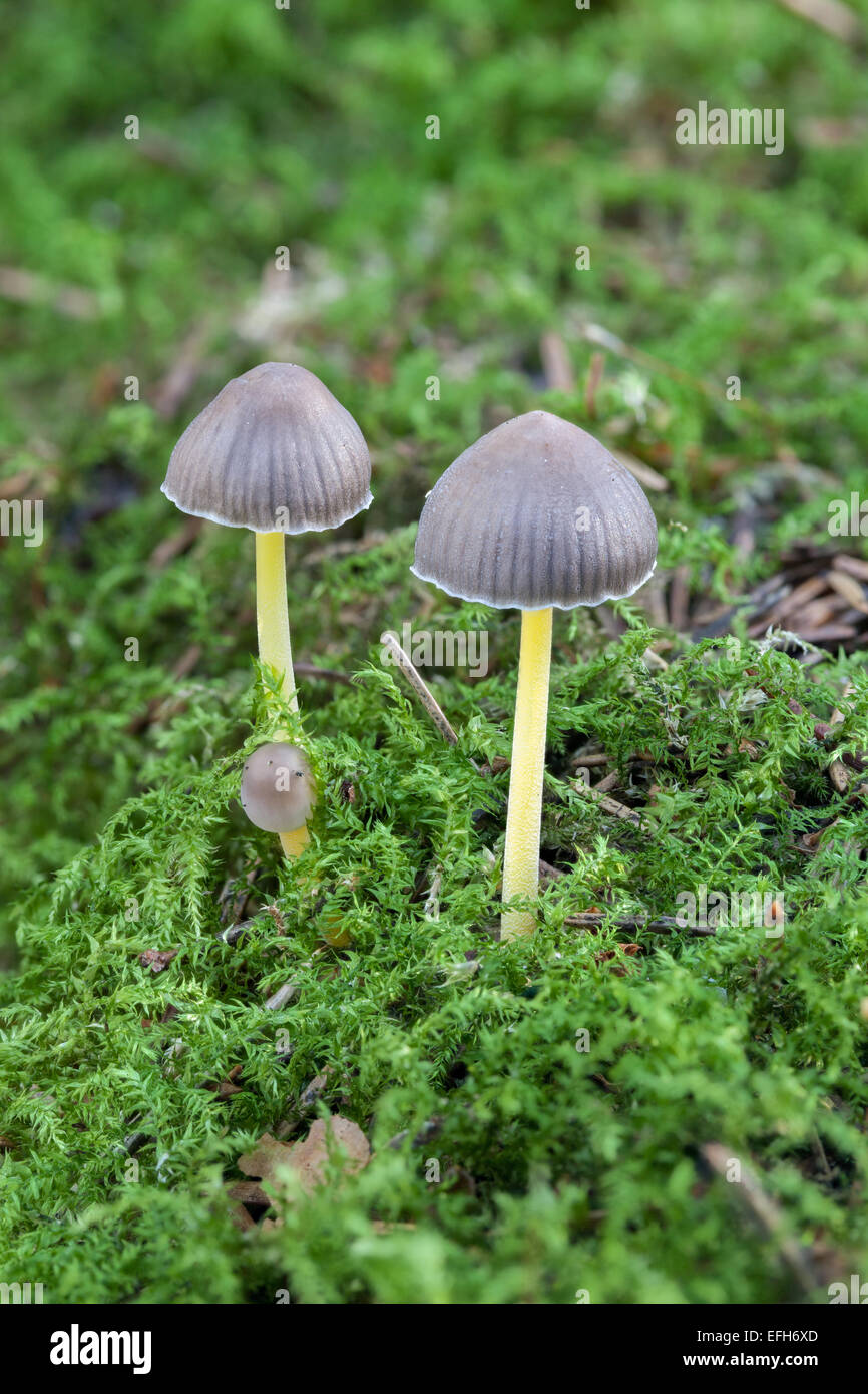 Mycena viscosa Banque de photographies et d’images à haute résolution ...