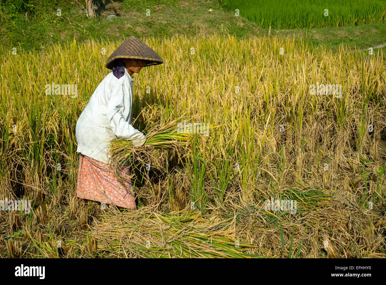 Harvesting the rice Banque de photographies et d’images à haute ...