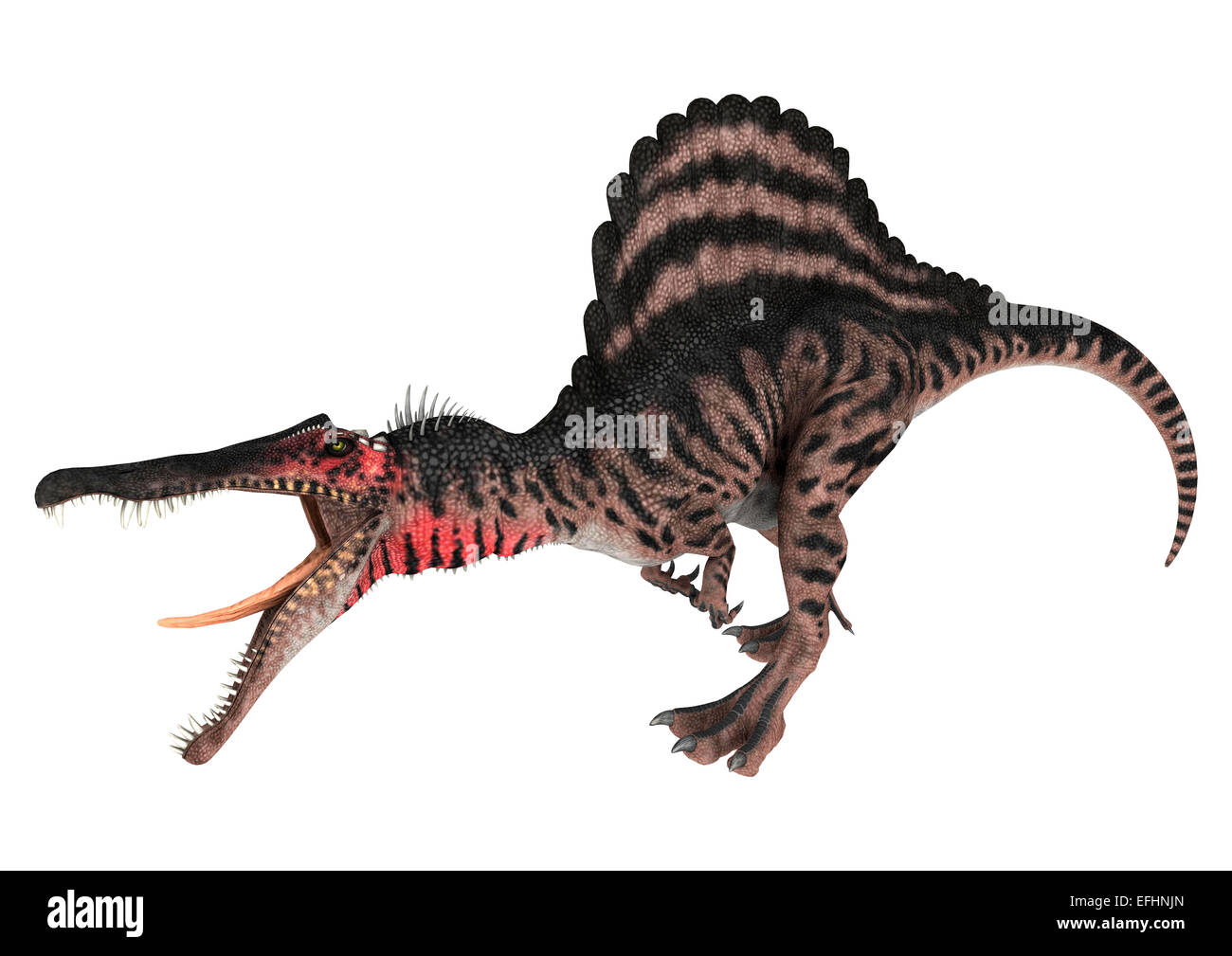 Rendu 3D d'un dinosaure du Crétacé agressif ou lézard épineux Spinosaurus isolé sur fond blanc ...