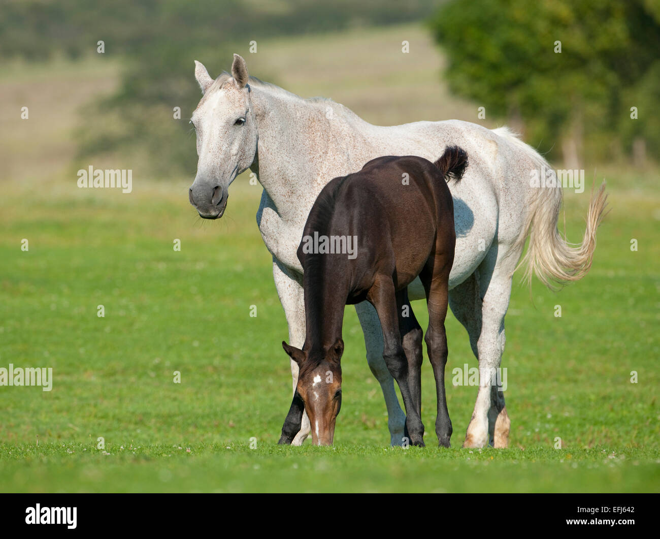 Jument avec son poulain Banque de photographies et d’images à haute résolution - Alamy