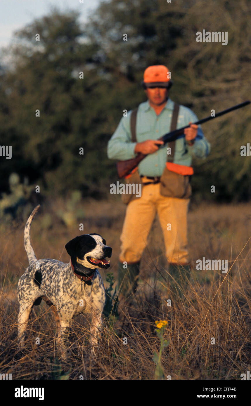Caille Texas approches hunter un chien Pointer Anglais un pointage ...