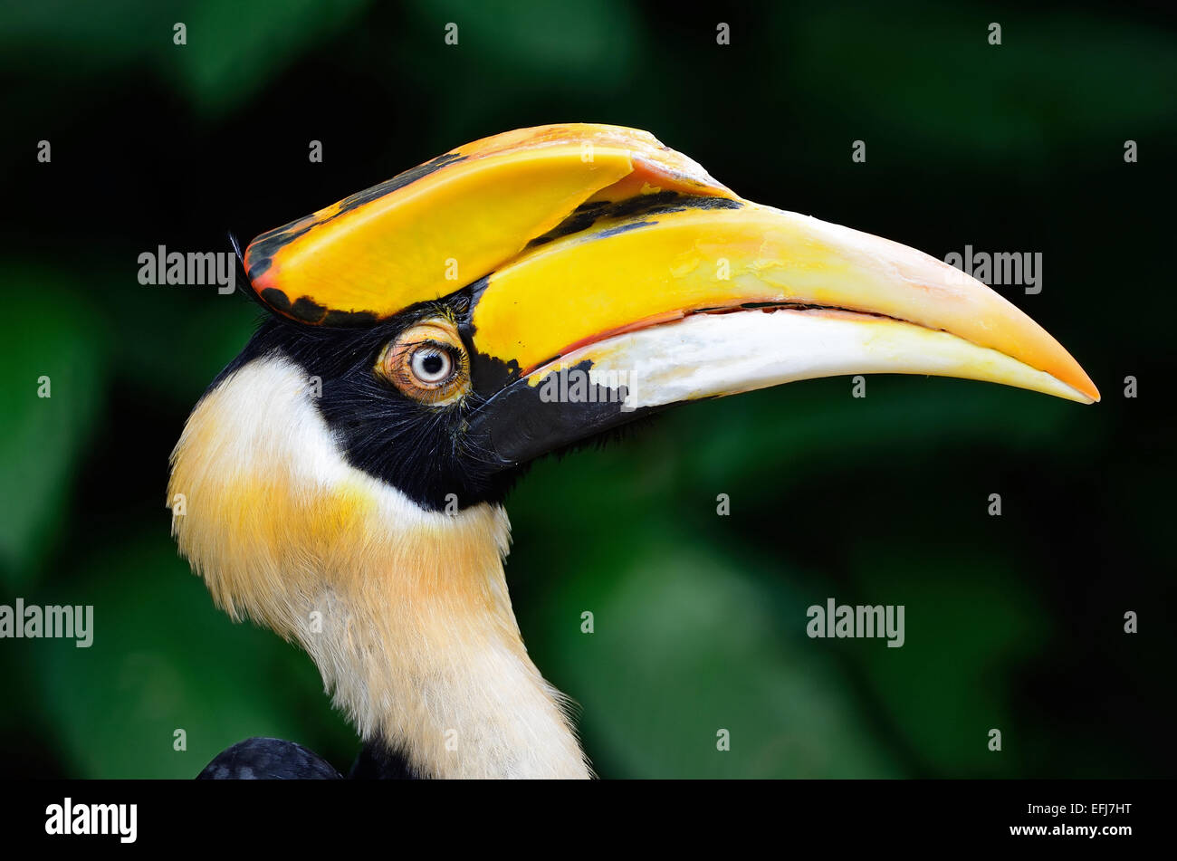 Grand calao Banque de photographies et d’images à haute résolution - Alamy