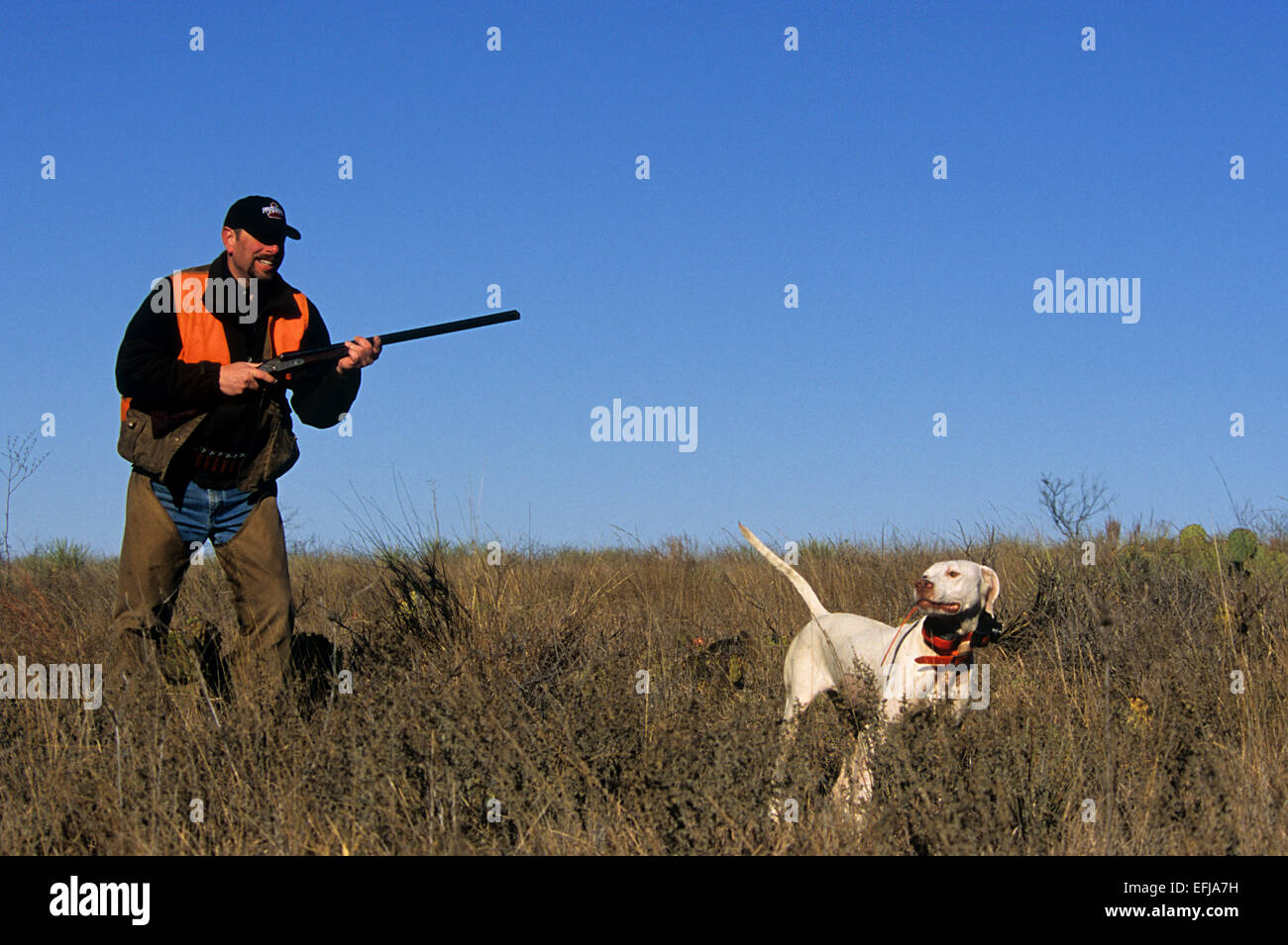 Caille Texas approches hunter un chien Pointer Anglais un pointage ...