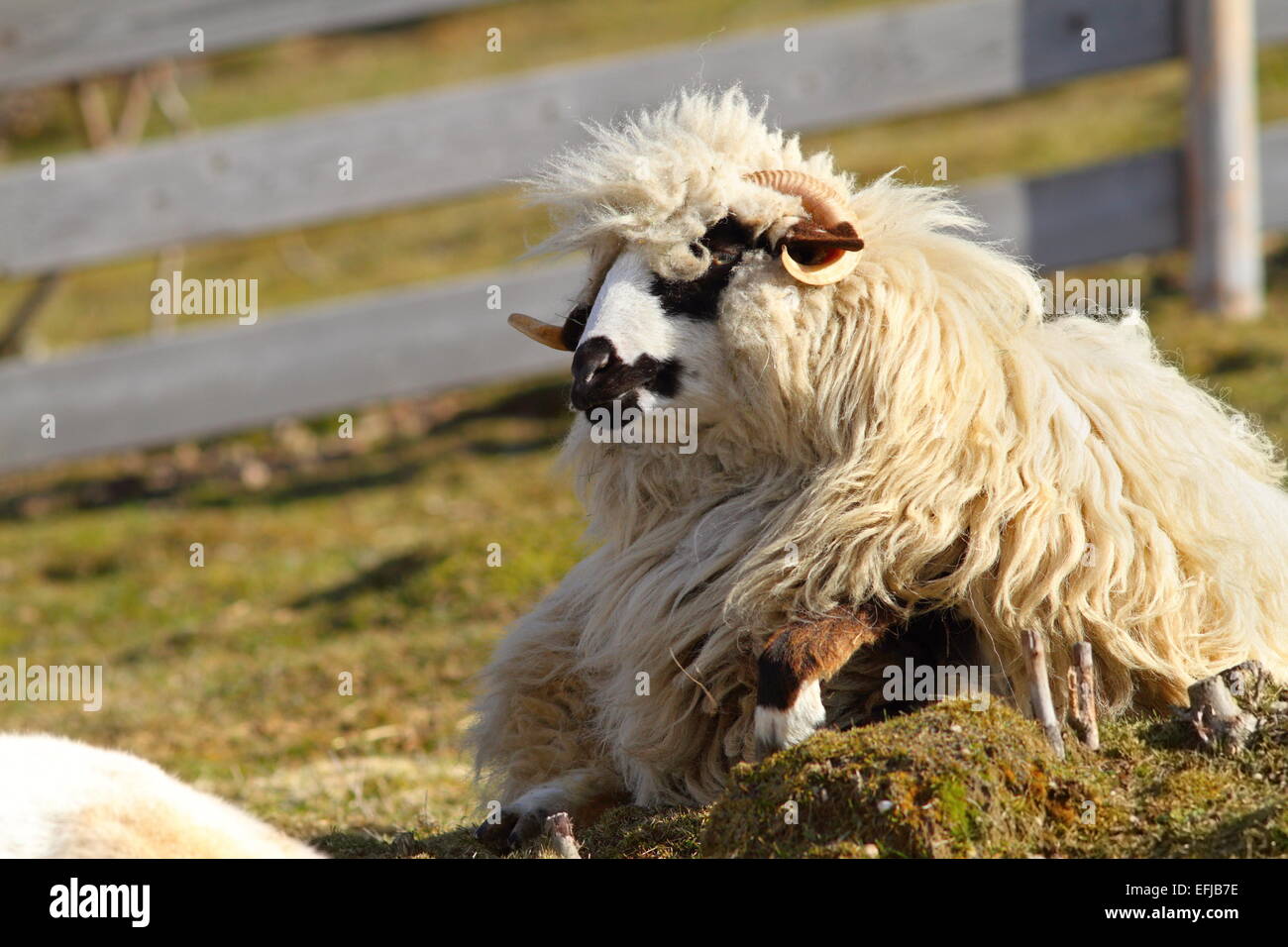 Gros paresseux ram avec très longue fourrure blanche debout dans le ...