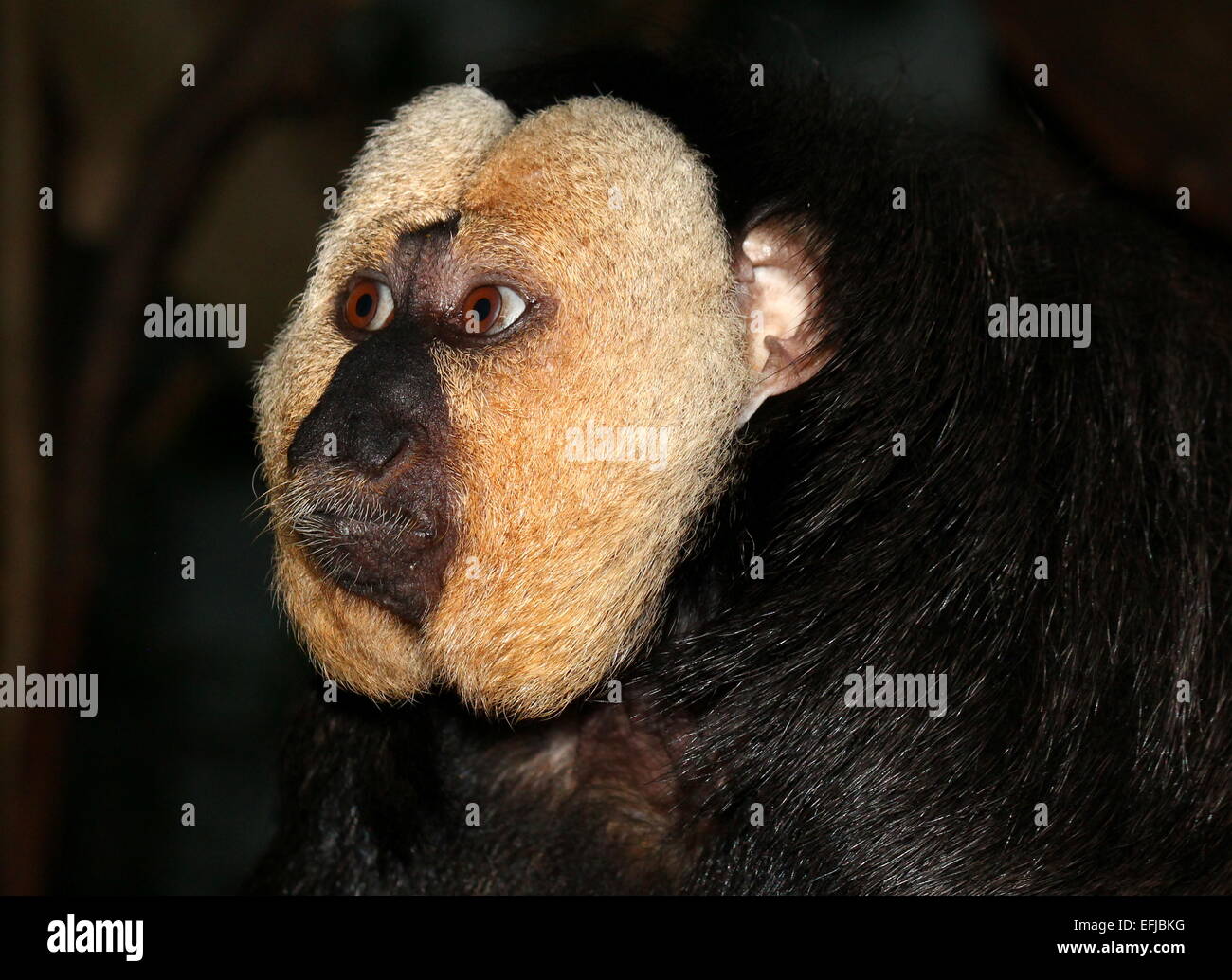 Gros plan du visage d'un homme blanc d'Amérique du Sud (Pithecia ...