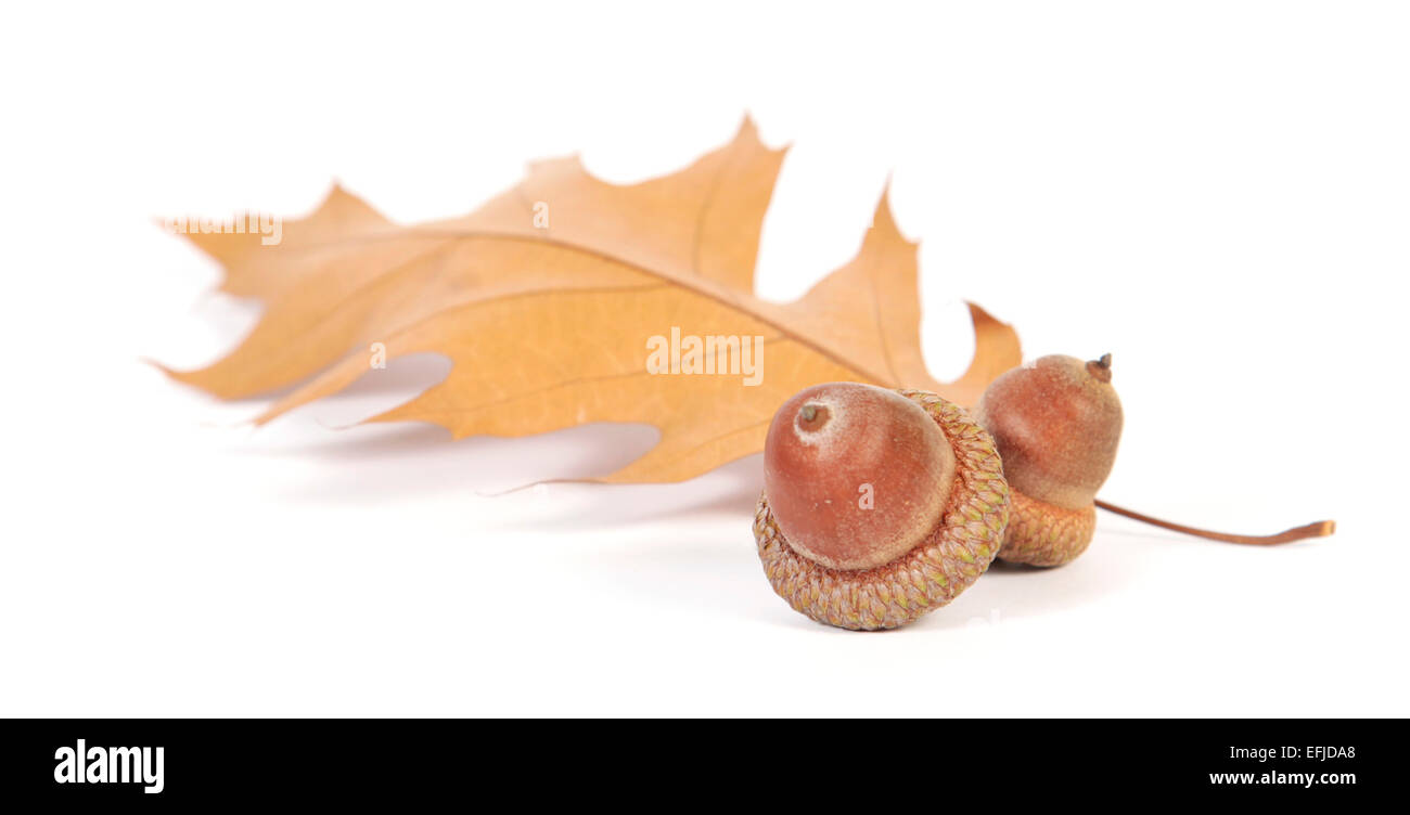 Feuille de gland Banque de photographies et d’images à haute résolution ...