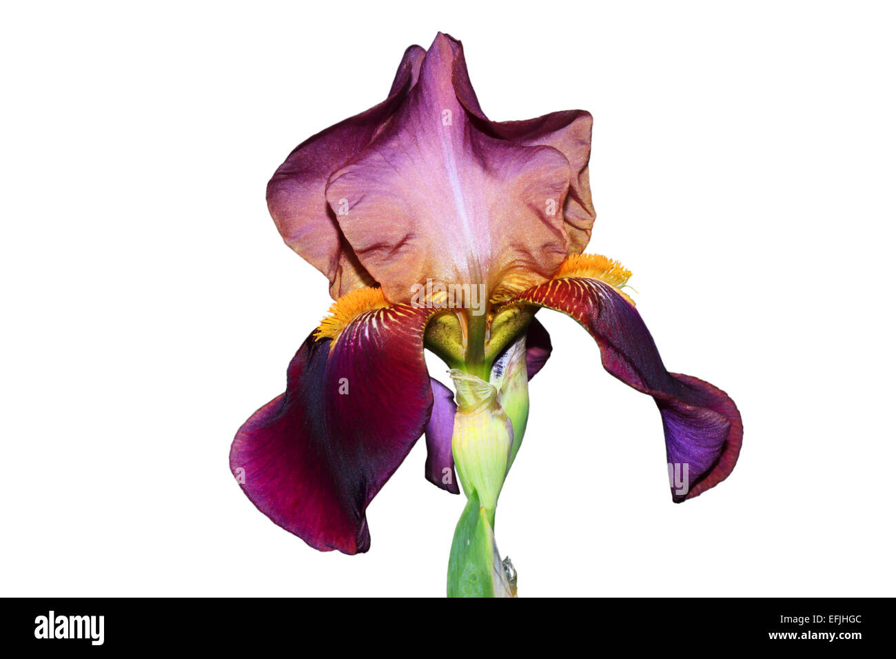 Iris barbu iris barbata Banque de photographies et d’images à haute ...