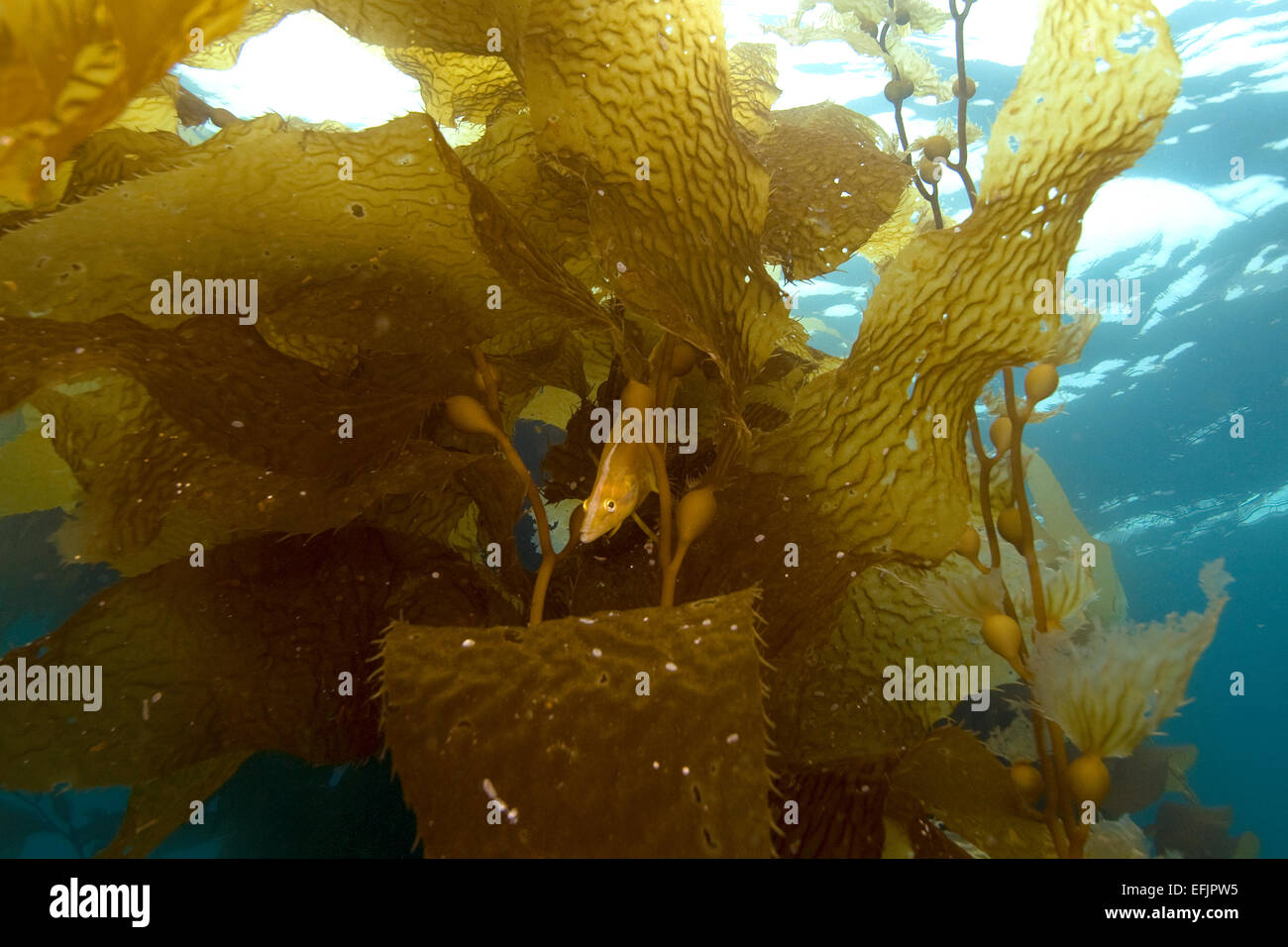 Le varech pousse Banque de photographies et d’images à haute résolution ...