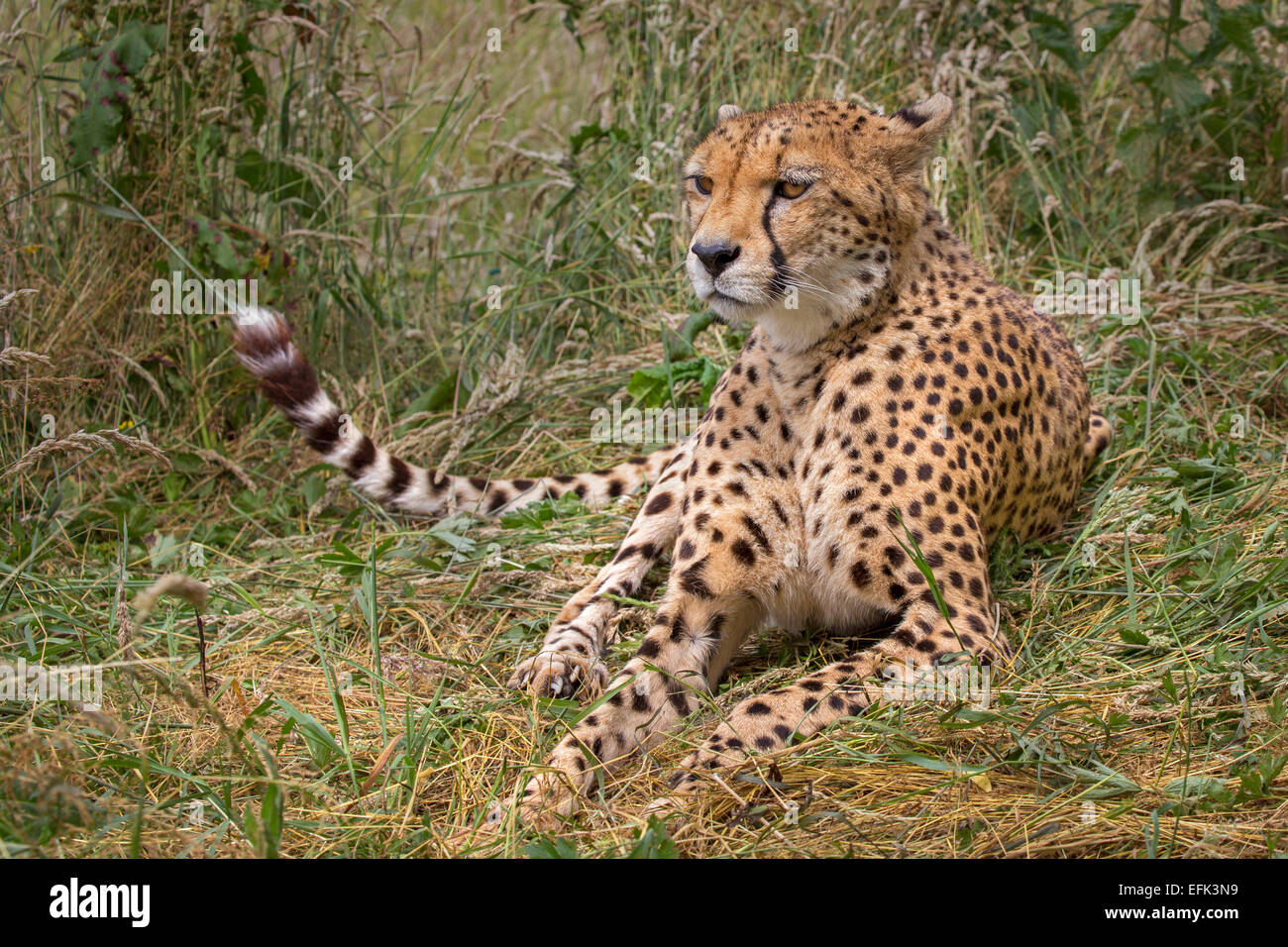 Le guepard Banque de photographies et d’images à haute résolution - Alamy