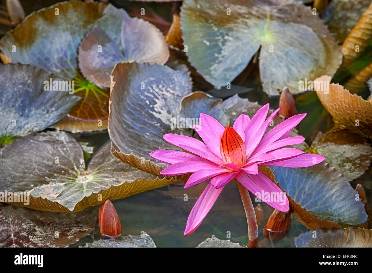 Lotus branch Banque de photographies et d’images à haute résolution - Alamy