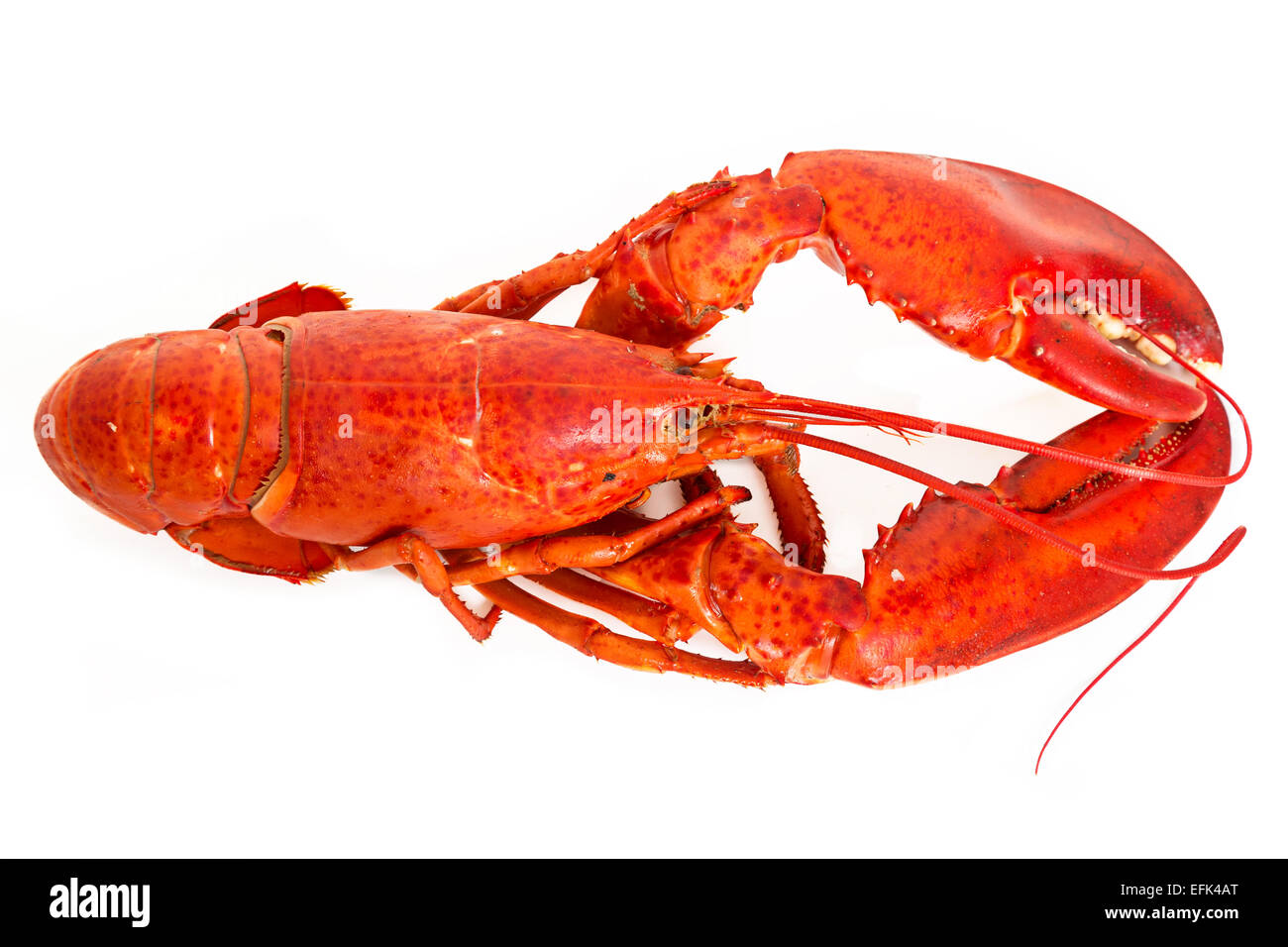 Homard entier cuit fond blanc Banque de photographies et d’images à ...