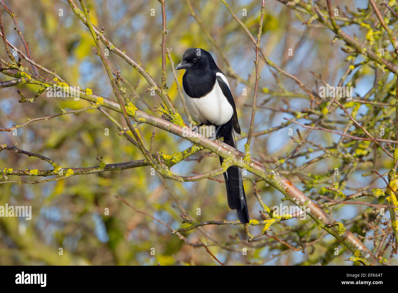 Pies bavardes Banque de photographies et d’images à haute résolution ...