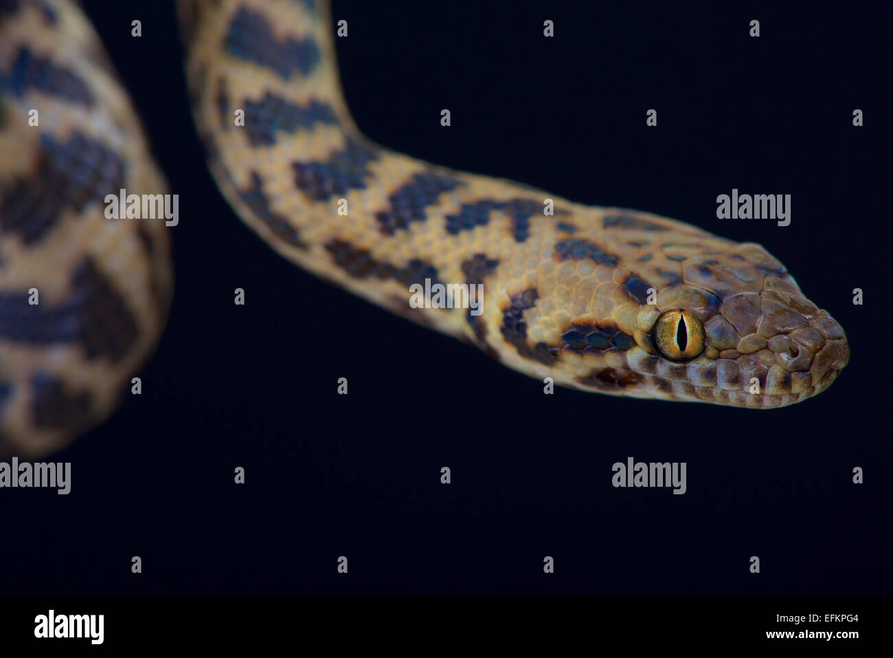 Python tacheté Antaresia maculosa Photo Stock - Alamy