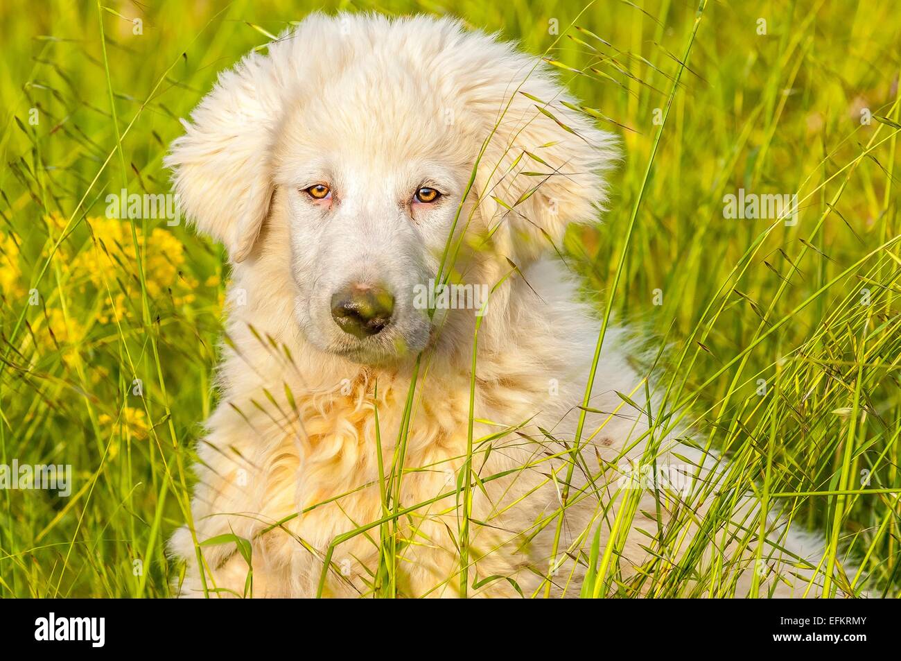 Chien De Montagne Des Pyrenees Banque d'image et photos - Alamy