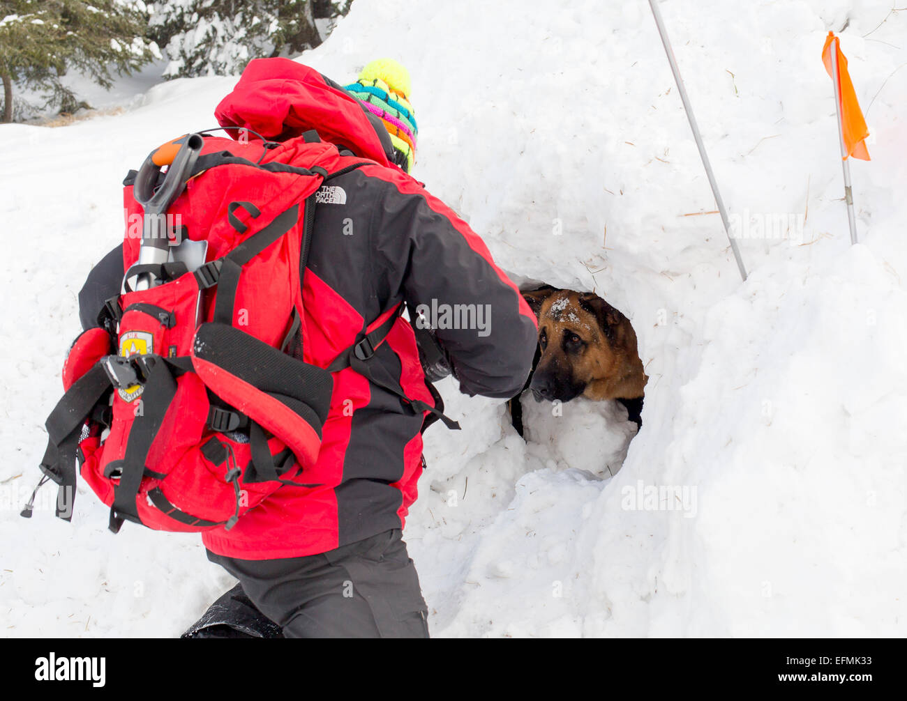 Chiens de service Banque de photographies et d’images à haute ...