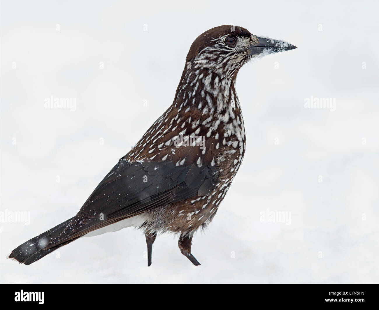 Spotted nutcracker Banque de photographies et d’images à haute résolution - Alamy