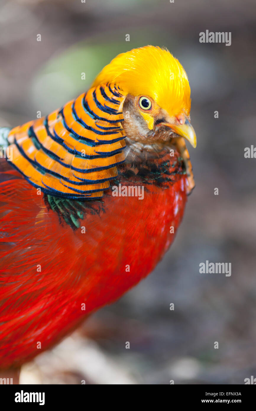 L'Afrique du Sud, les oiseaux d'Eden, Faisan doré faisan chinois aka ...
