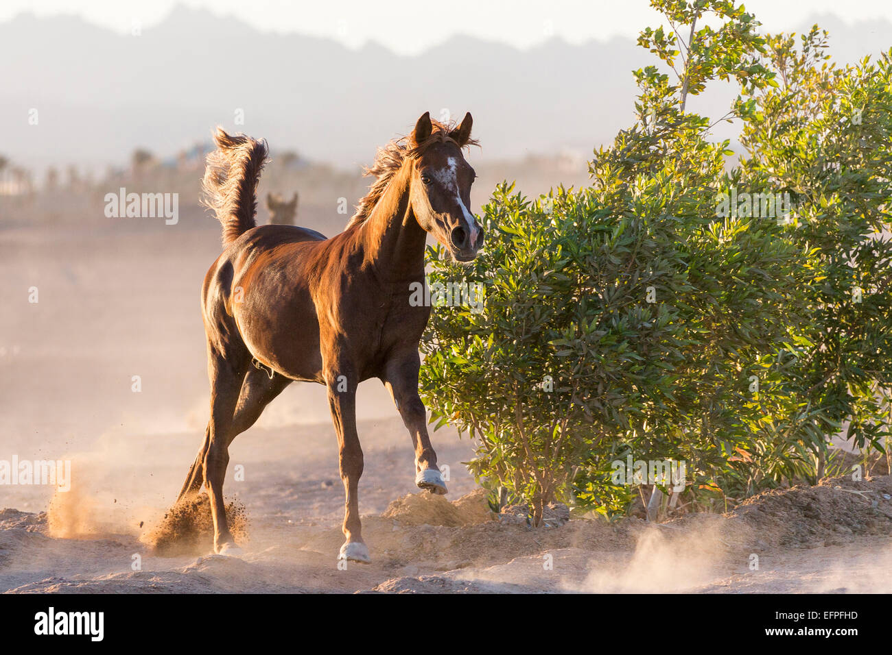 Cheval Arabe Jeune étalon alezan galoper le désert Egypte Photo Stock ...